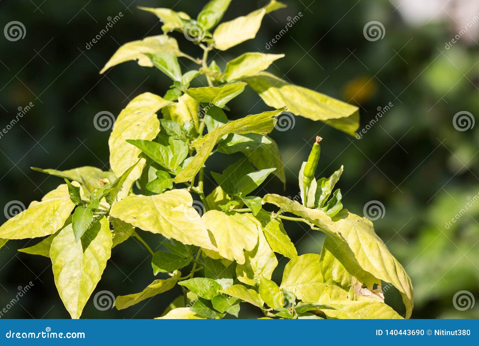 Chilli Padi or Bird S Eye Chilli Stock Photo - Image of bird, thai ...