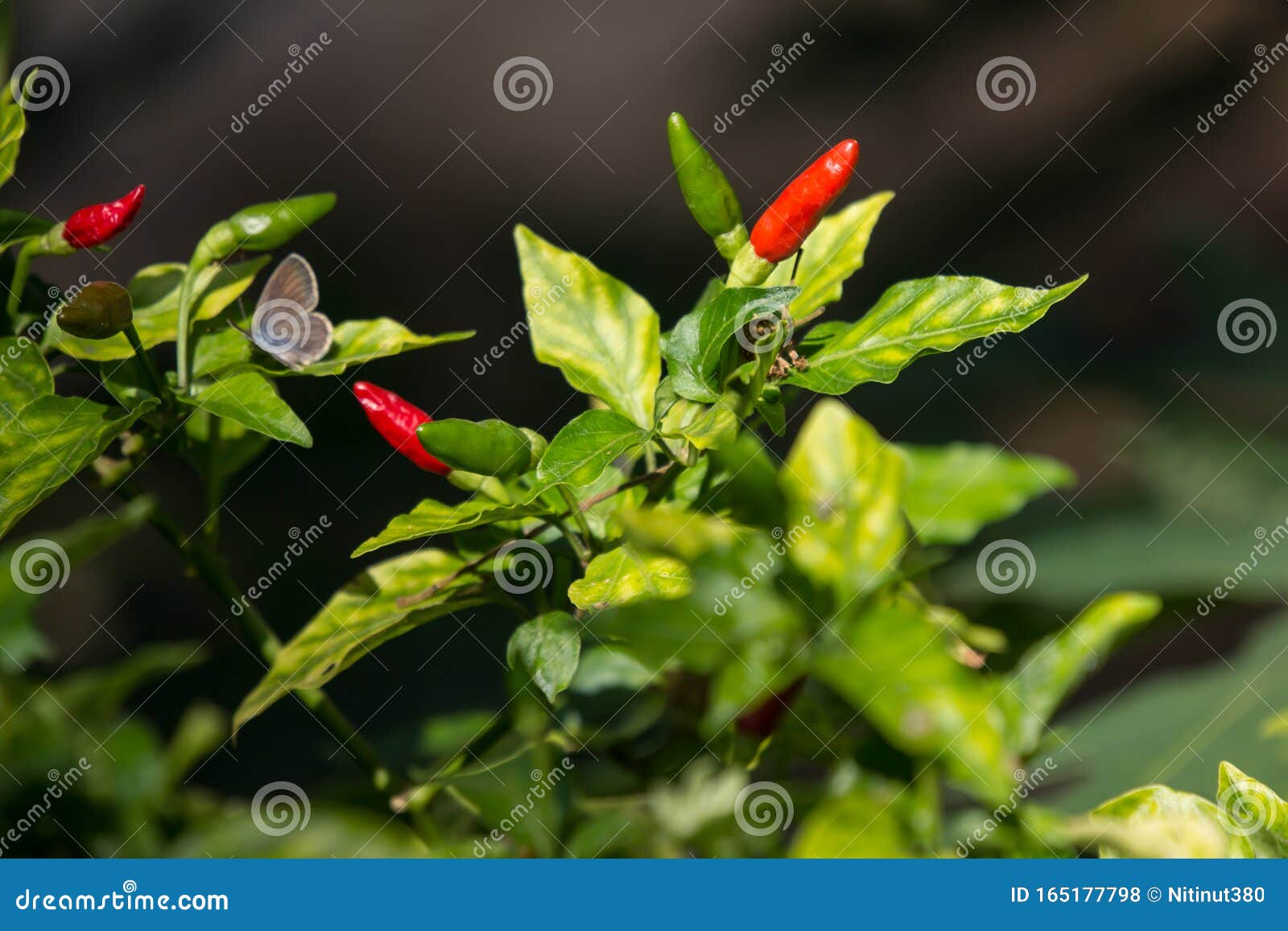 Chilli Padi or Bird S Eye Chilli Stock Photo - Image of fresh, tree ...