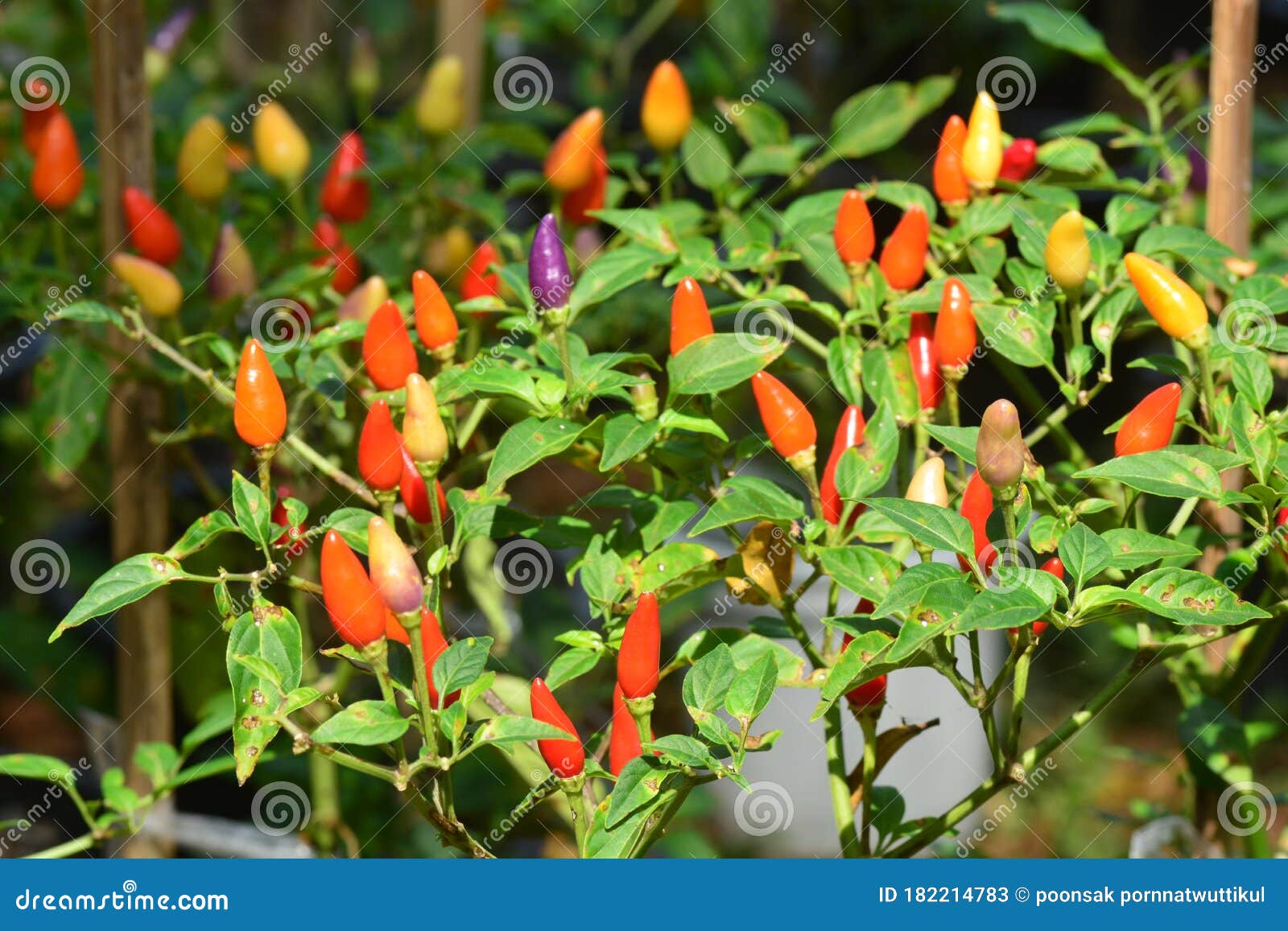 Chilli Padi, Bird`s Eye Chilli, Bird Chilli, Thai Pepper Stock Image ...