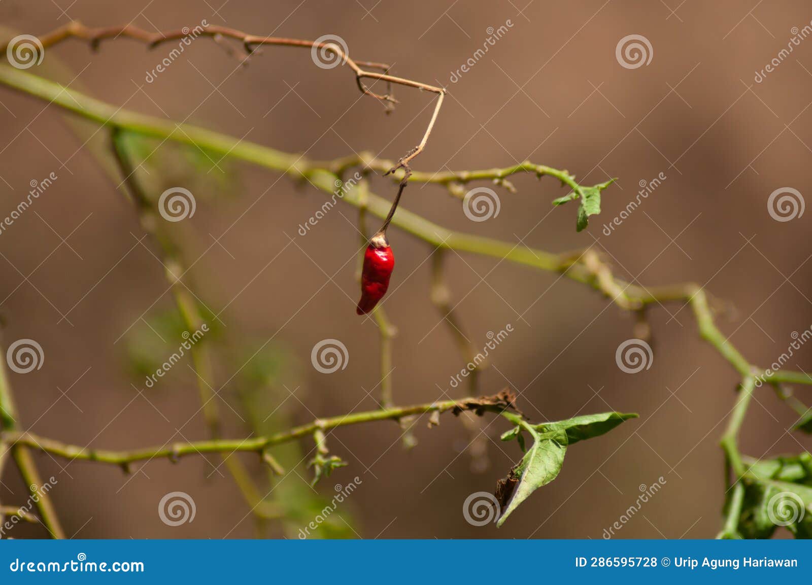 Chilli Paper Hot Focus Blur Stock Photo - Image of blur, chilli: 286595728