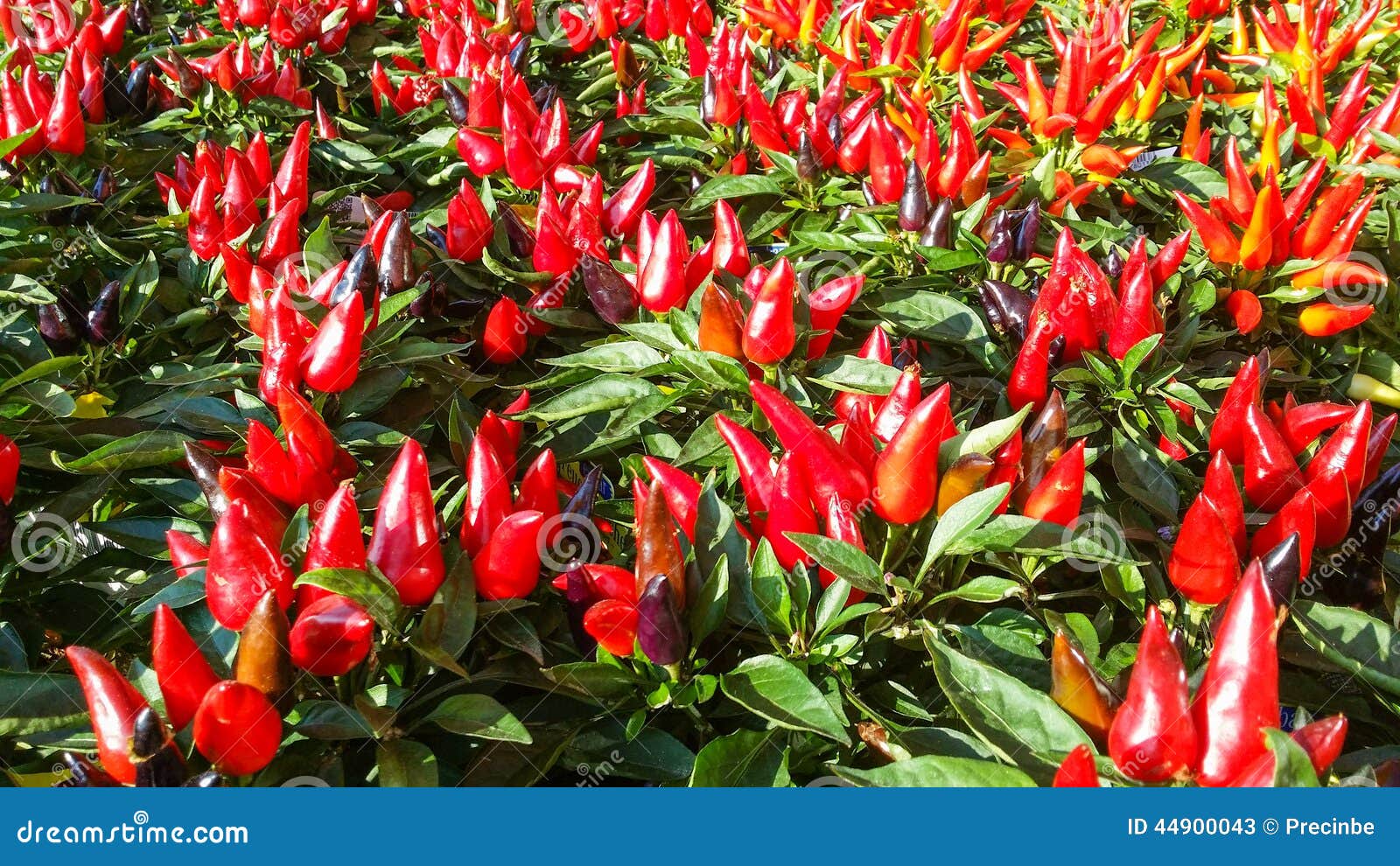 Chilli Pepper stock image. Image of potted, chilli, multi - 44900043