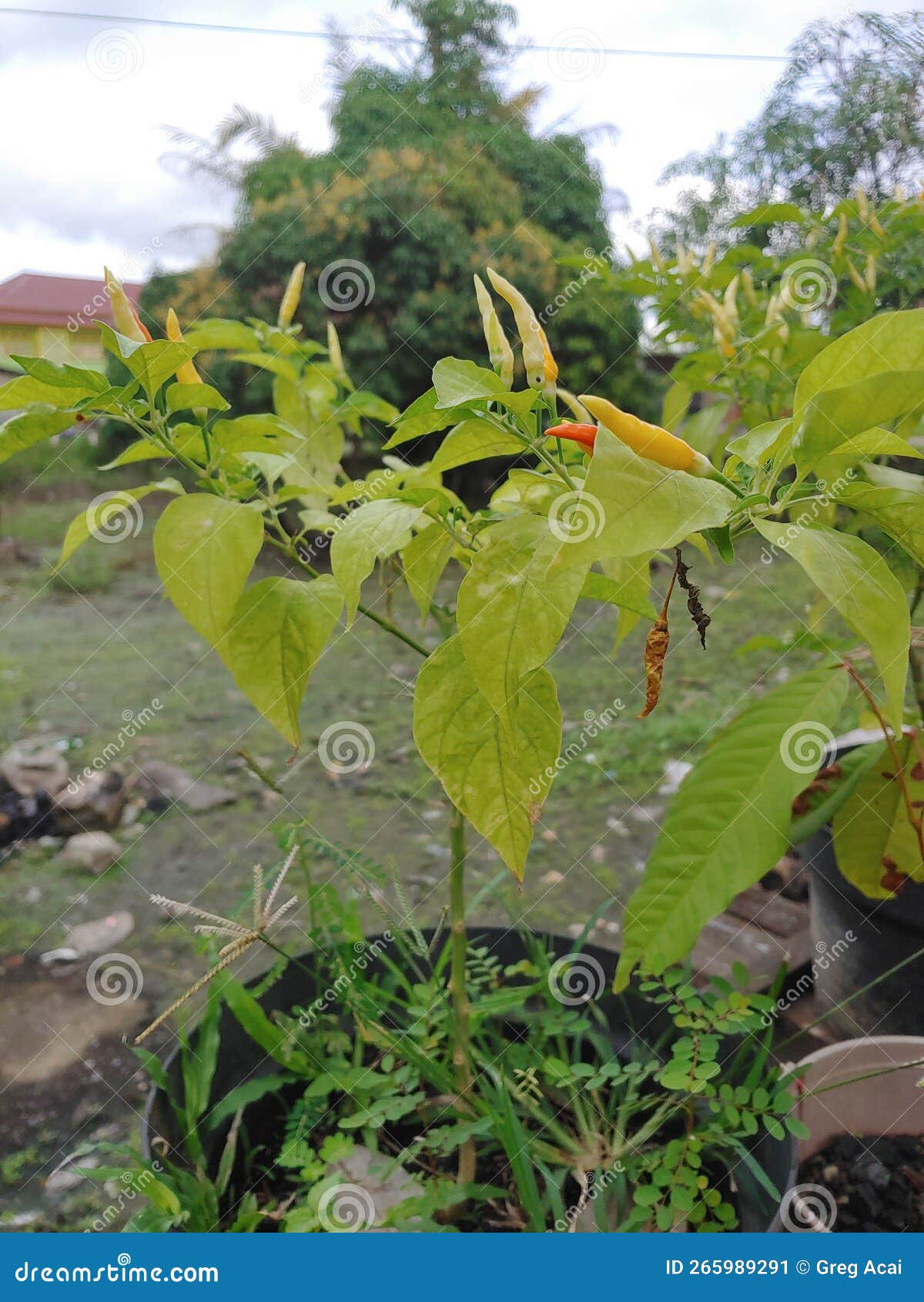 Chilli Pepper at Front House Stock Image - Image of autumn, front ...