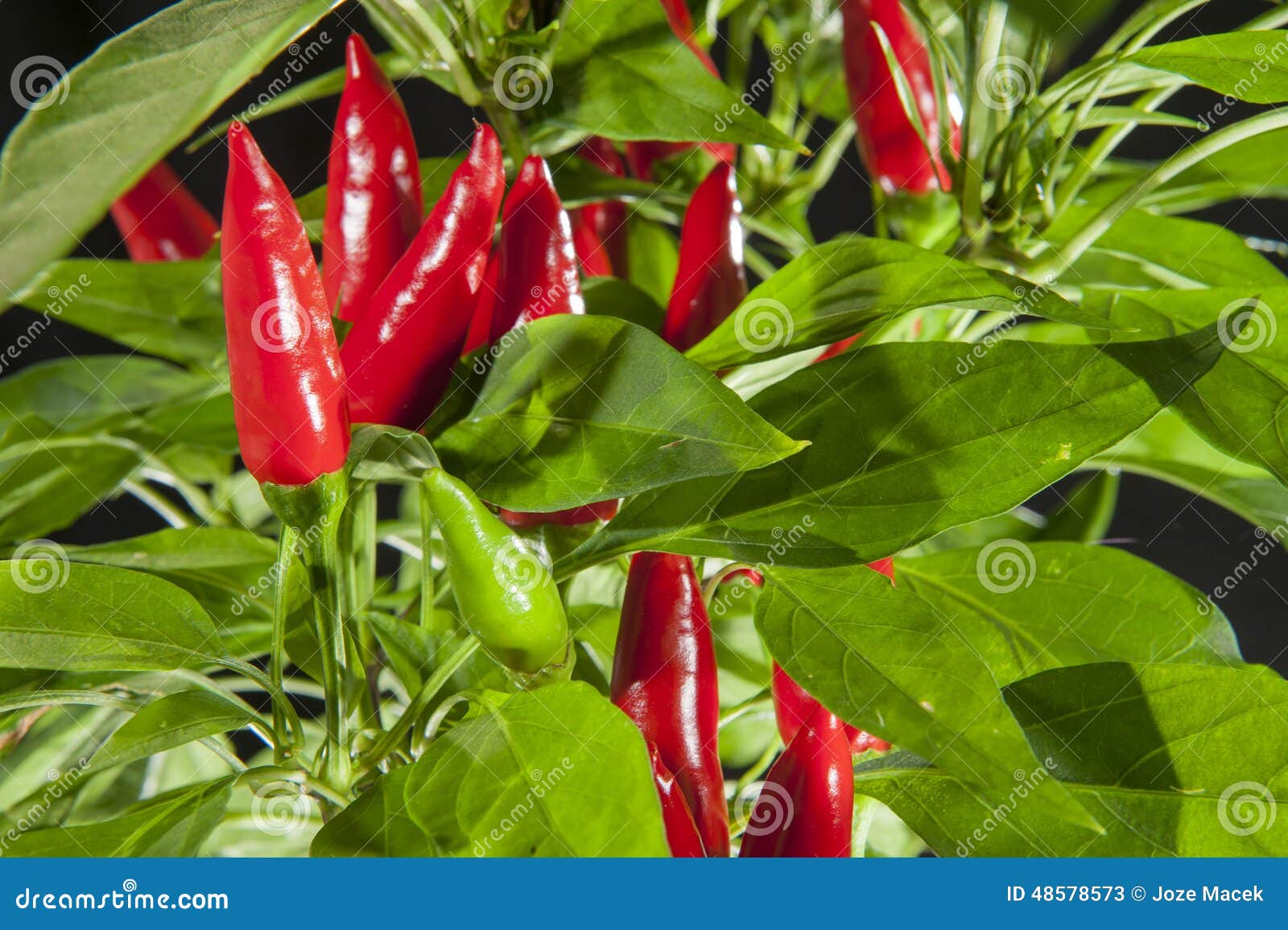 Aji Mirasol Stock Photography | CartoonDealer.com #165597692