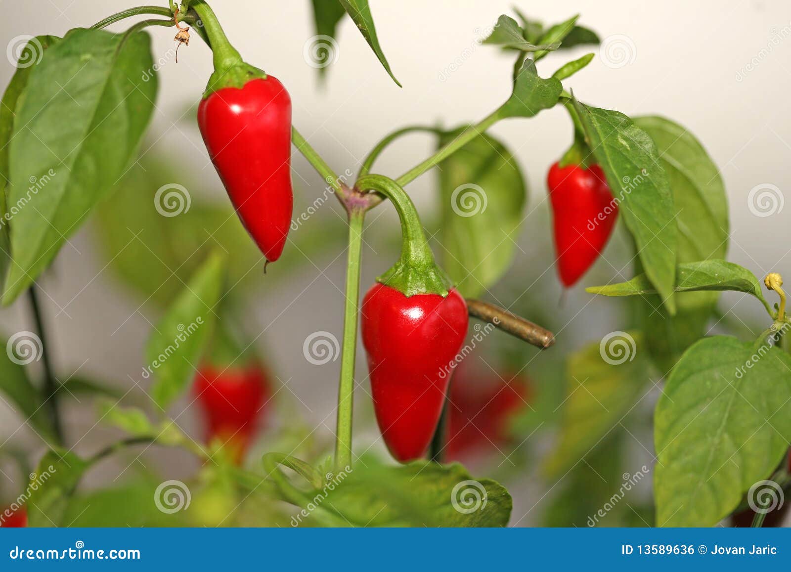Chilli pepper tree stock photo. Image of agriculture - 13589636