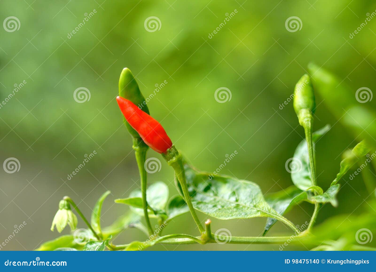 Chilli pepper on tree. stock photo. Image of garden, tasty - 98475140