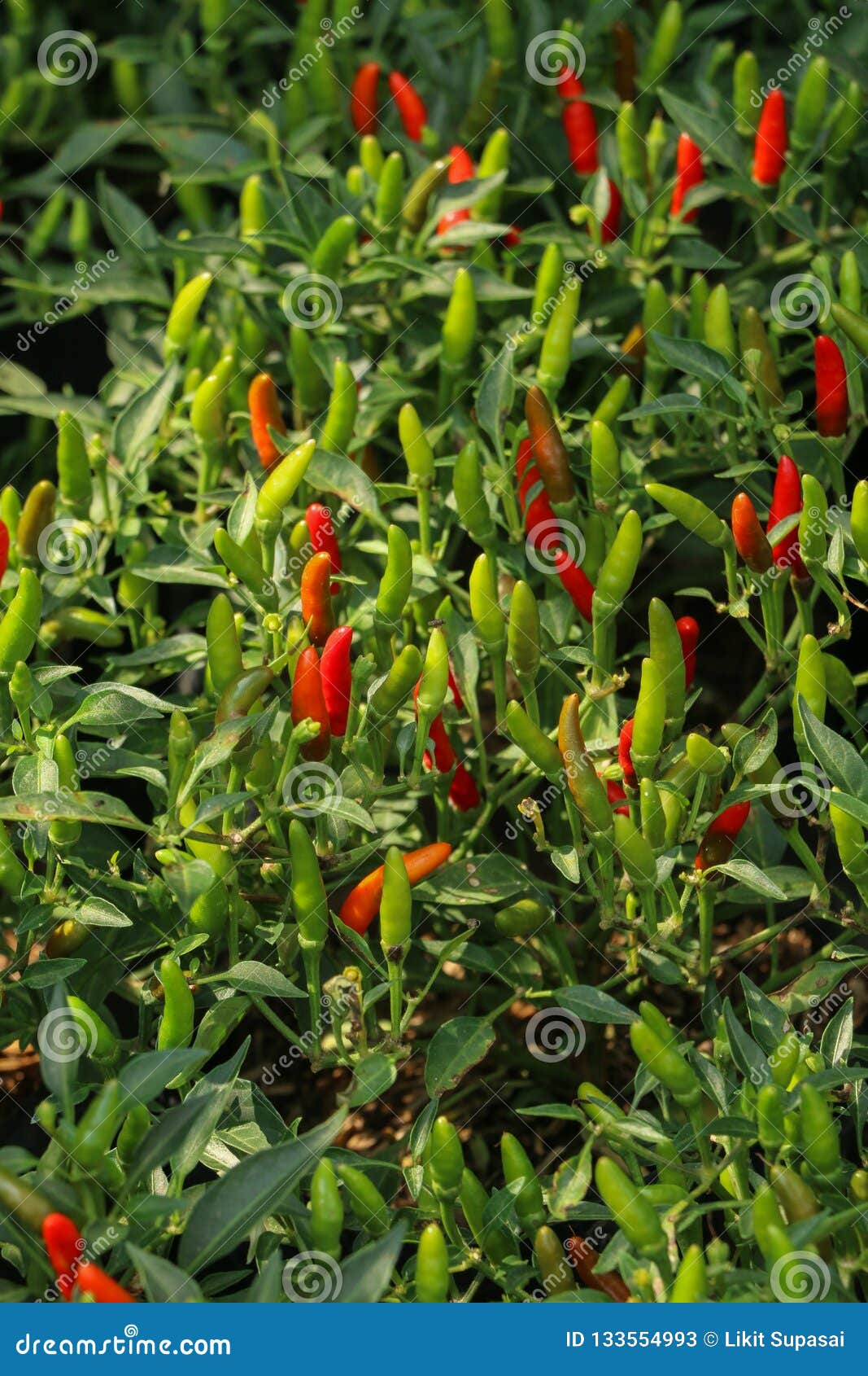 Chilli Pepper Tree at Garden in Thailand Stock Image - Image of chilli ...