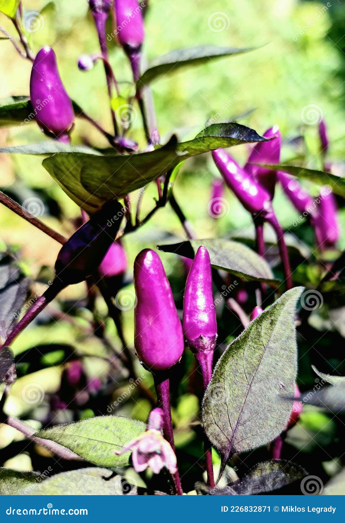 Chilli Pepper Violet Plant Leaf Purple Stock Image - Image of chilli ...