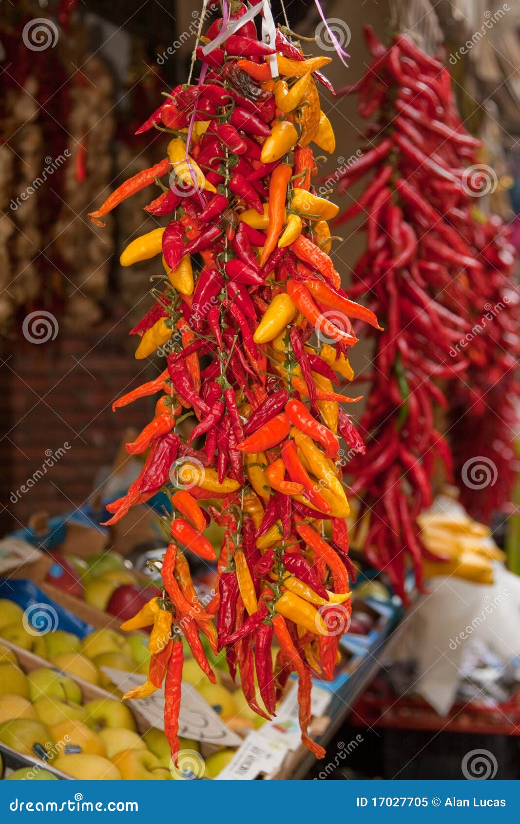 Chilli Peppers stock image. Image of chilli, strings - 17027705