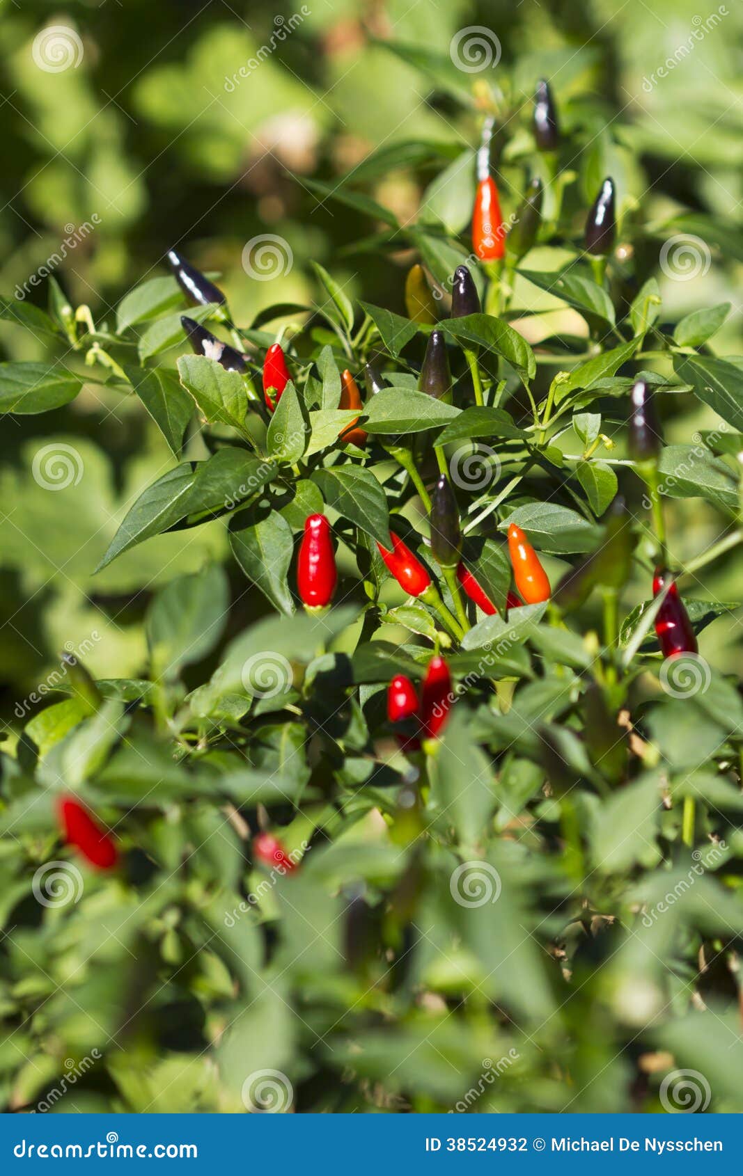 Chilli Peppers on Bush in Different Colours Stock Photo - Image of ...