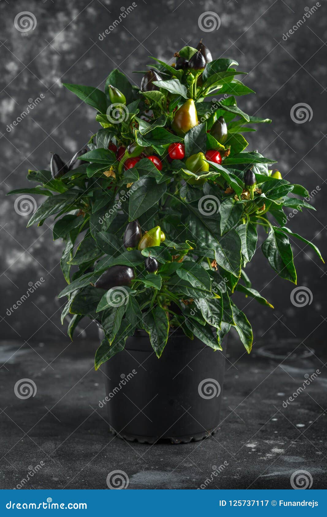 Chilli peppers on tree stock image. Image of cooking - 125737117