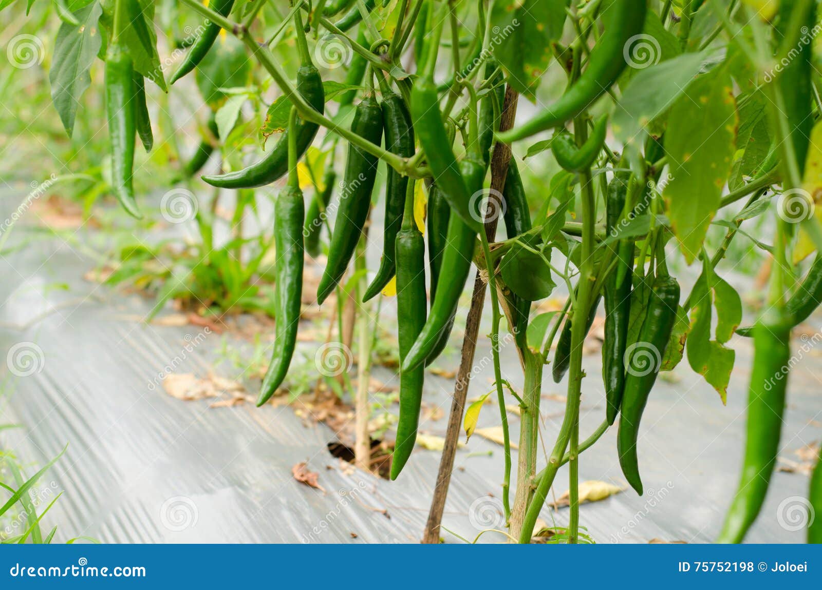 Chilli peppers on a tree stock photo. Image of capsicum - 75752198