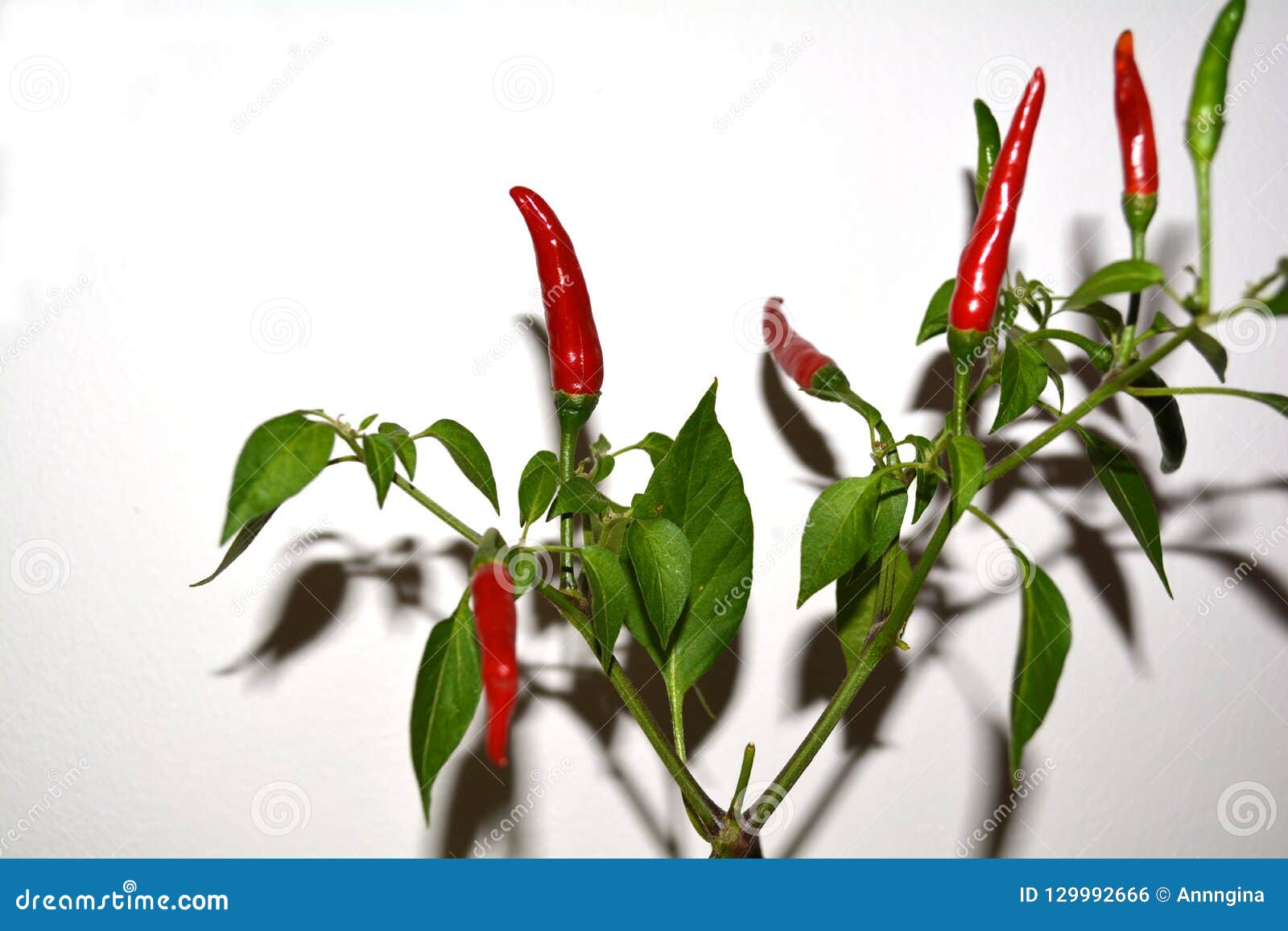 Chilli peppers tree stock photo. Image of peppers, chilli - 129992666