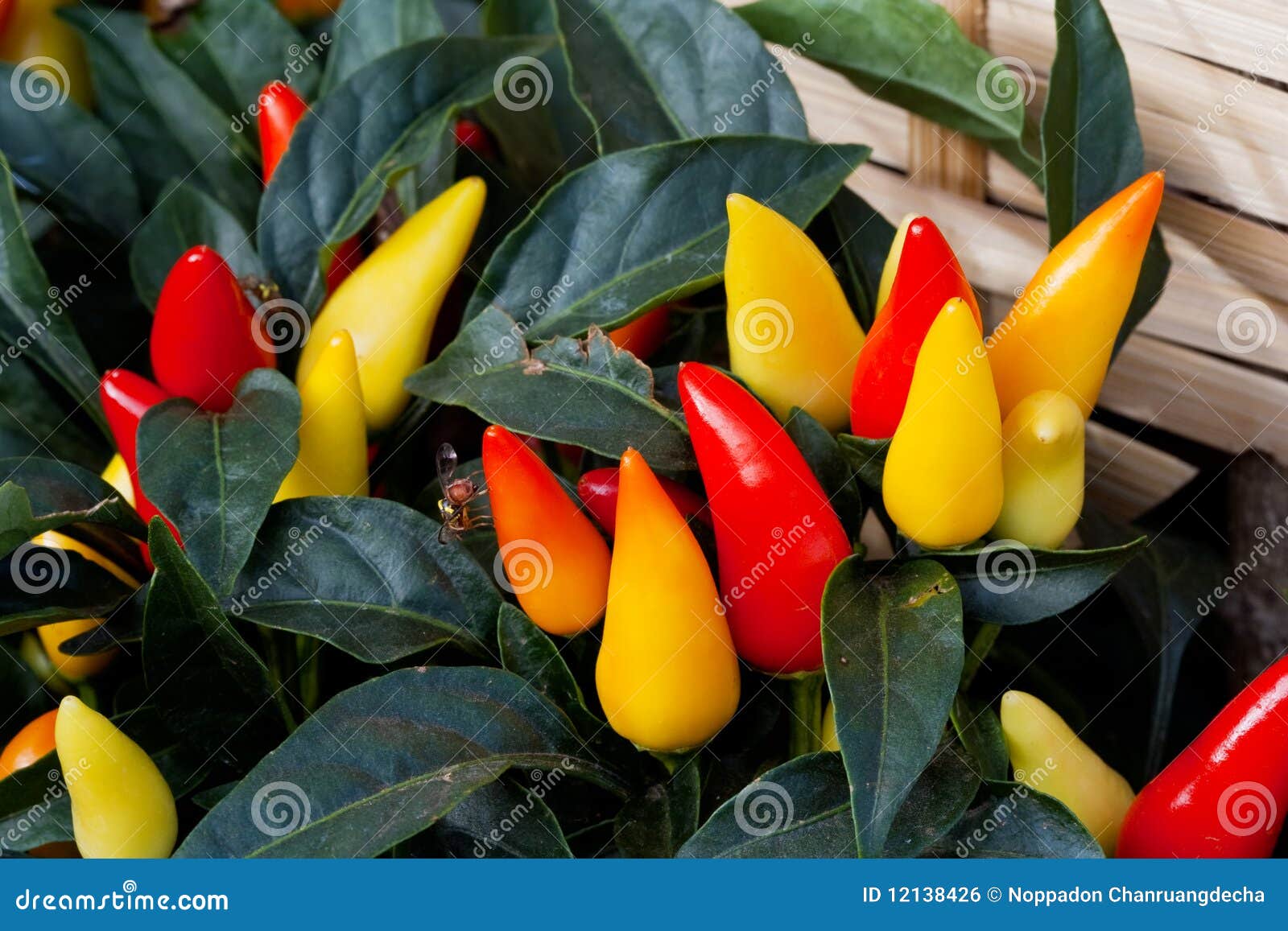 Chilli plant stock photo. Image of leaves, leaf, green - 12138426