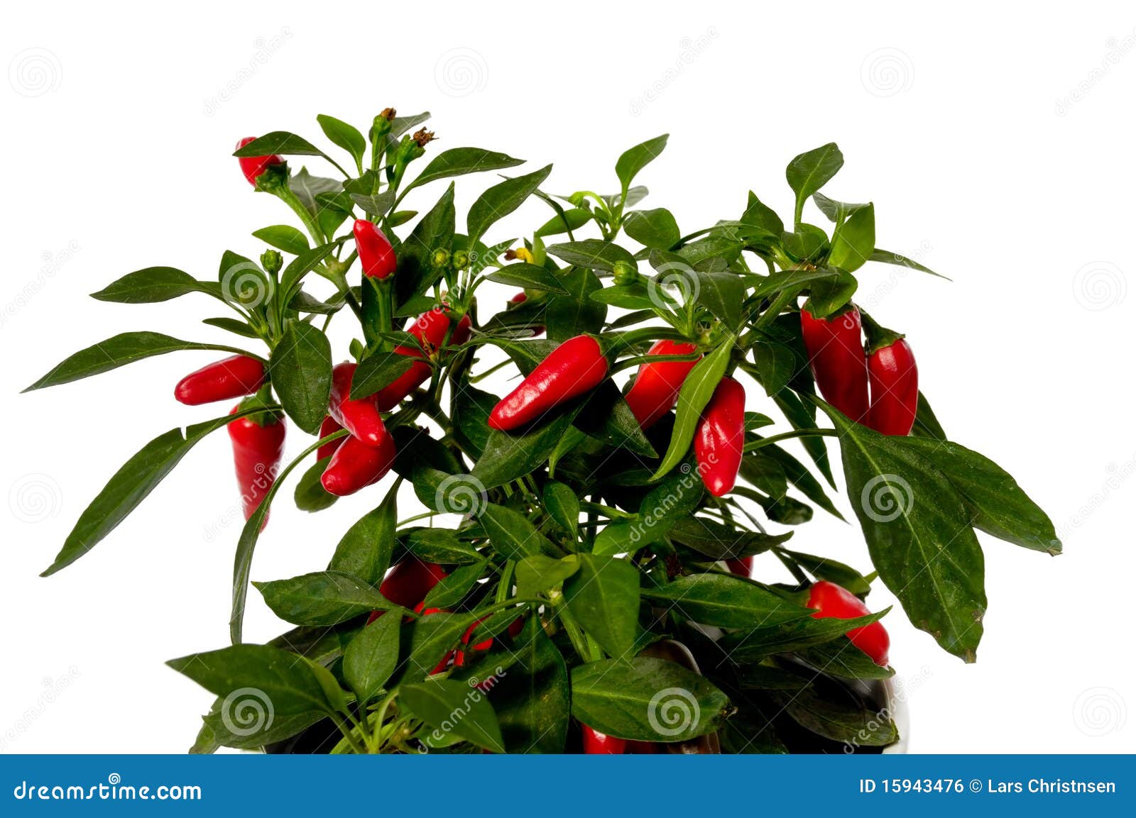 Chilli plant stock photo. Image of macro, detail, leaf - 15943476