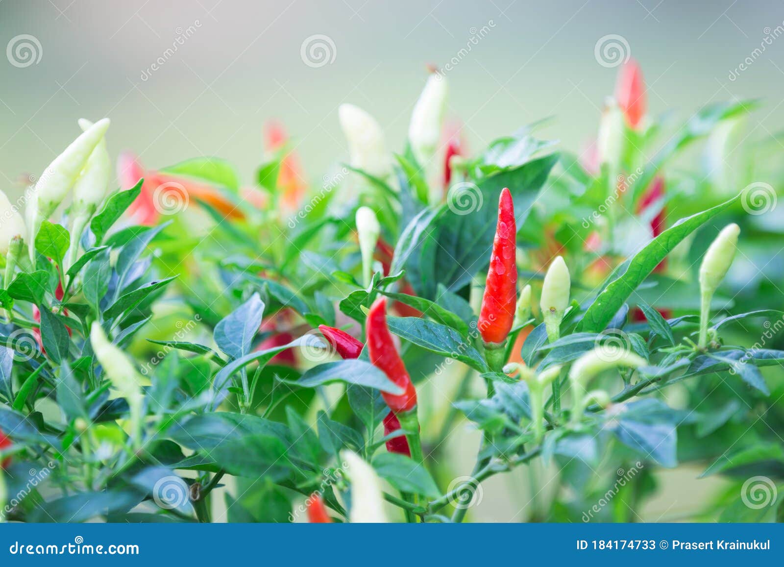 Chilli plant stock image. Image of healthy, chili, natural - 184174733