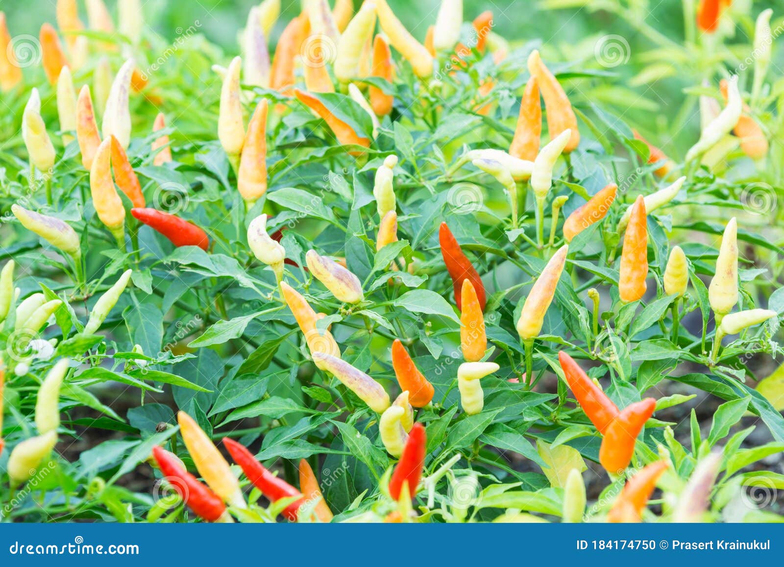 Chilli plant stock photo. Image of foliage, green, chili - 184174750