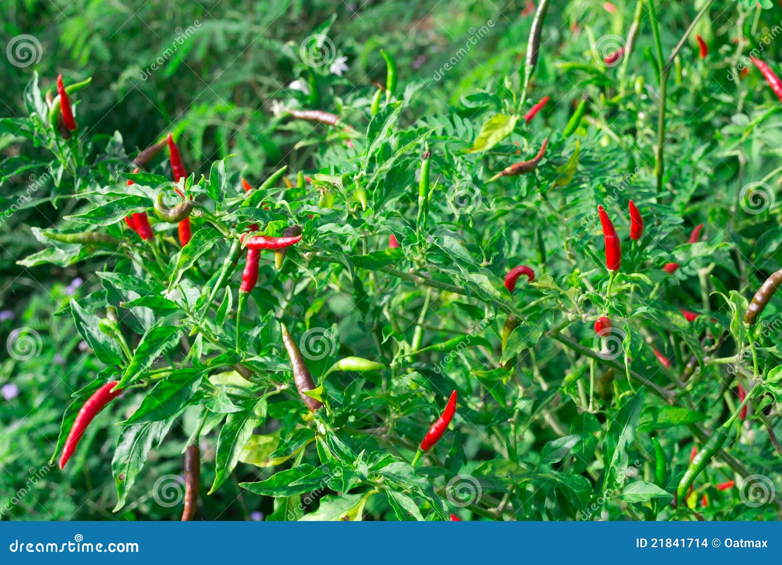 Chilli plant stock photo. Image of spice, growing, tasty - 21841714