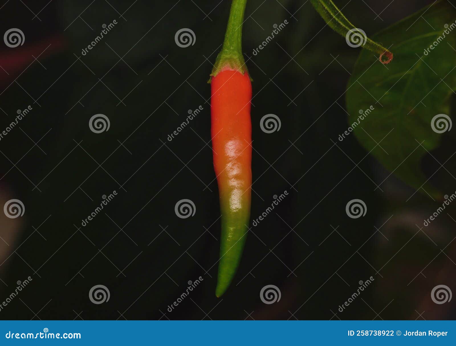 Chilli plant birds eye stock photo. Image of garden - 258738922