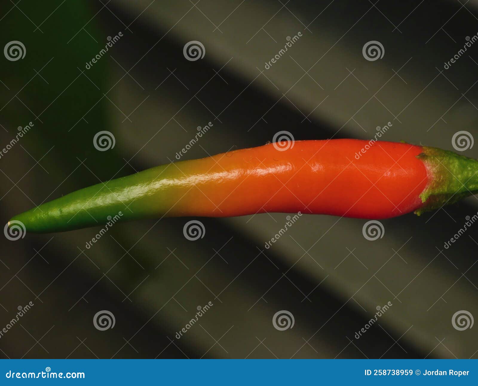 Chilli plant birds eye stock image. Image of habanero - 258738959