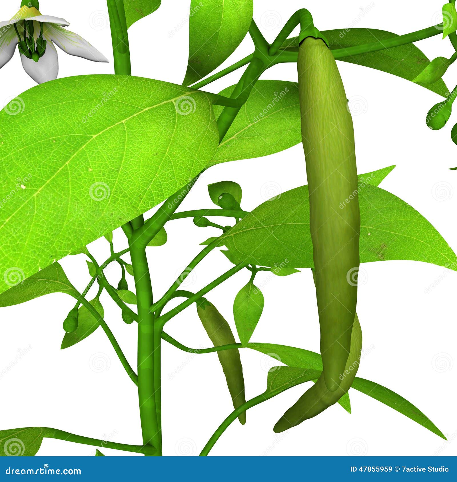 Chilli Plant Royalty-Free Stock Image | CartoonDealer.com #21841714