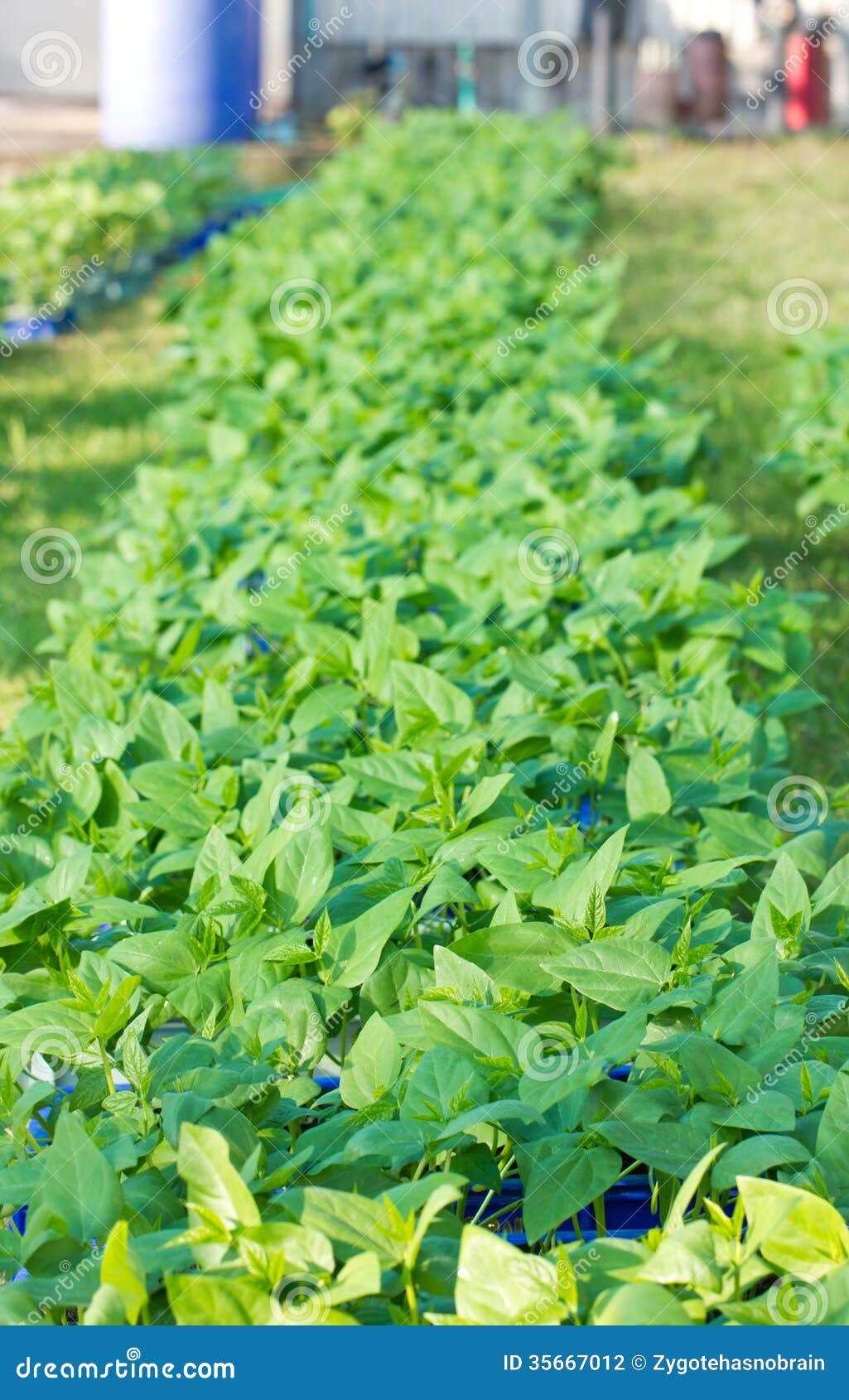 Chilli Plant. stock photo. Image of cayenne, botanical - 35667012