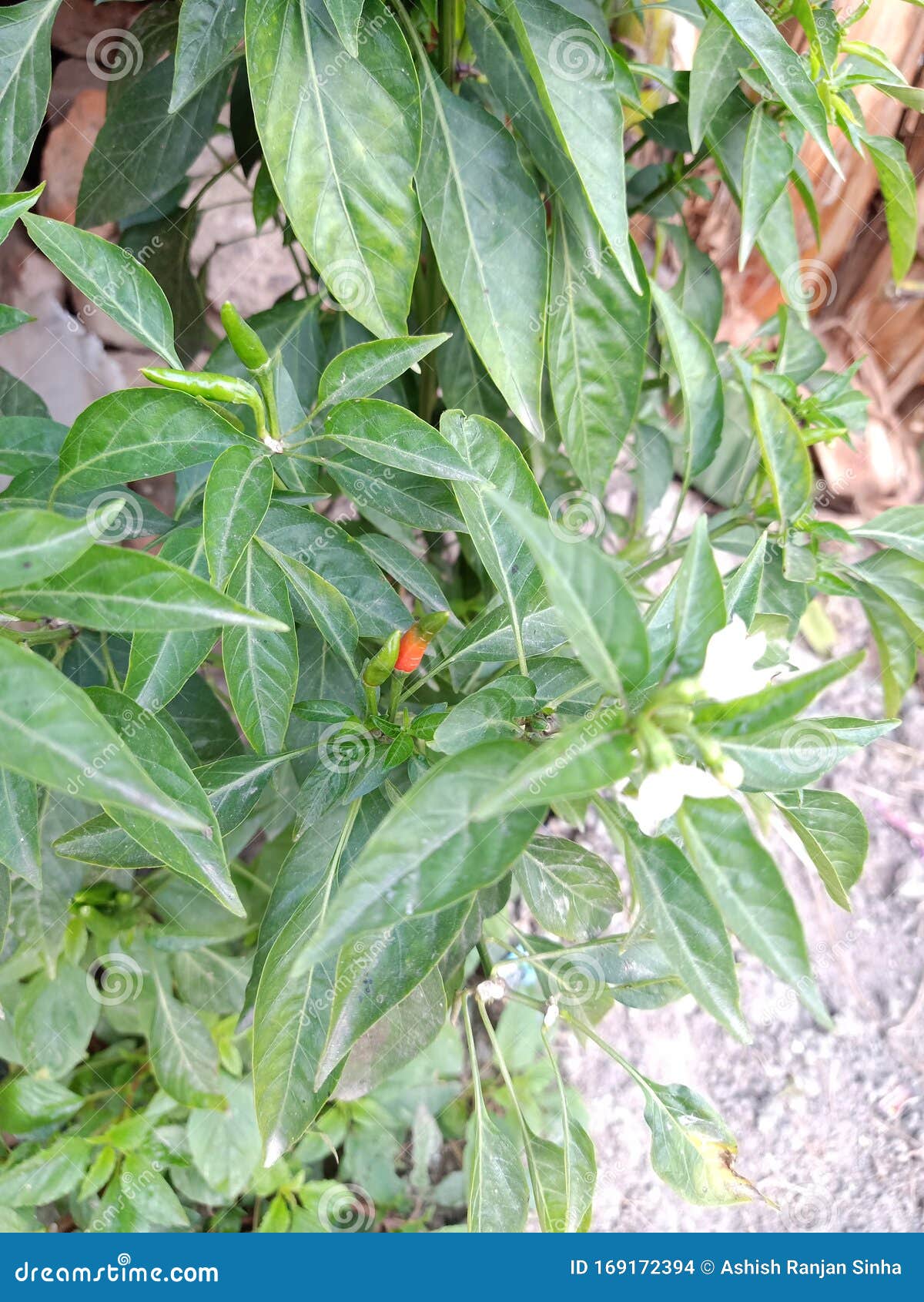 Chilli Plant in the Side of Banana Tree Root with Some Chilli Fruit ...