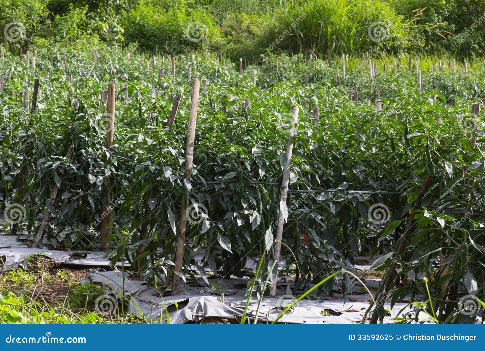 Chilli Plantation stock image. Image of ground, chilli - 33592625