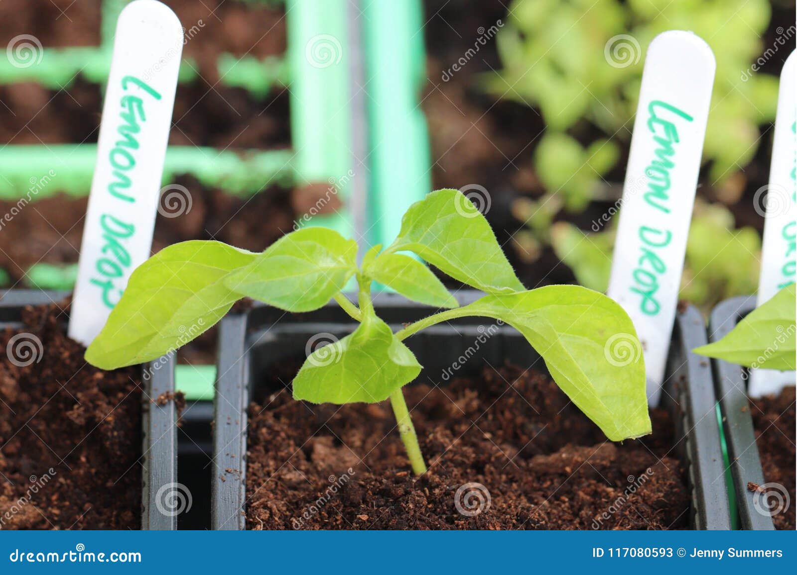Chilli Plants Growing in a Greenhouse Stock Image - Image of lemon ...
