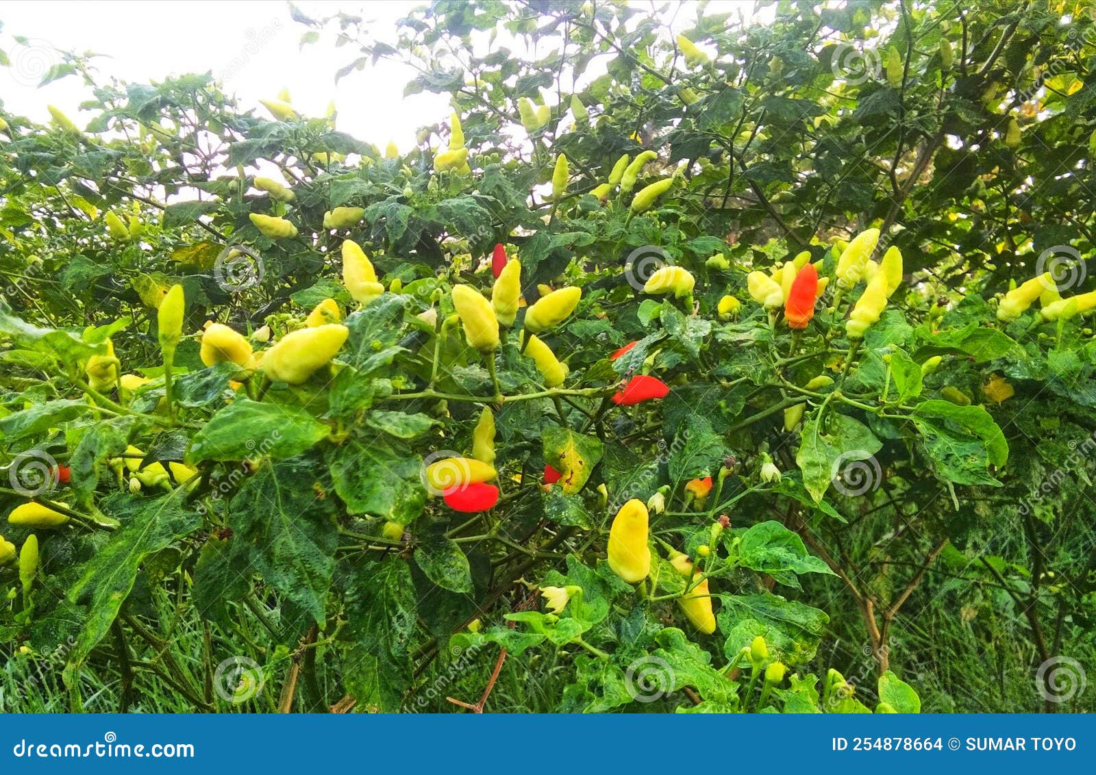 Chilli Plants that Look Very Fertile Stock Photo - Image of garden ...