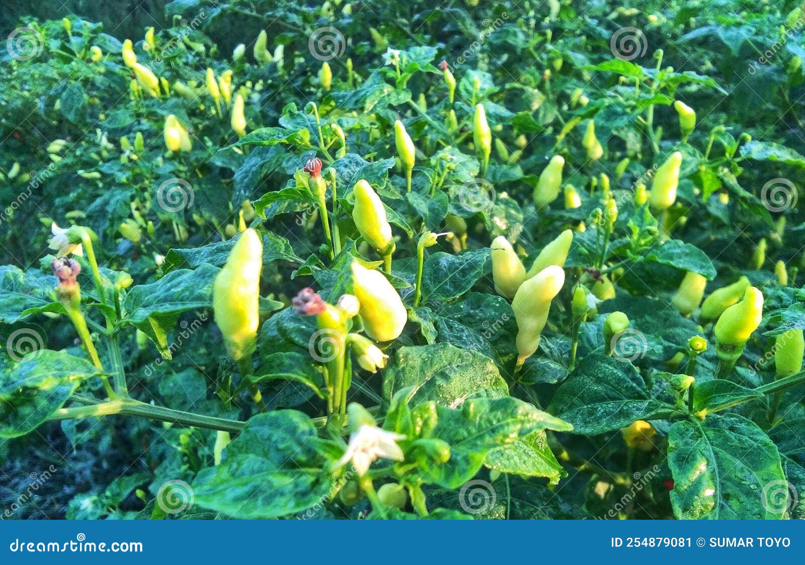 Chilli Plants that Look Very Fertile Stock Image - Image of natural ...