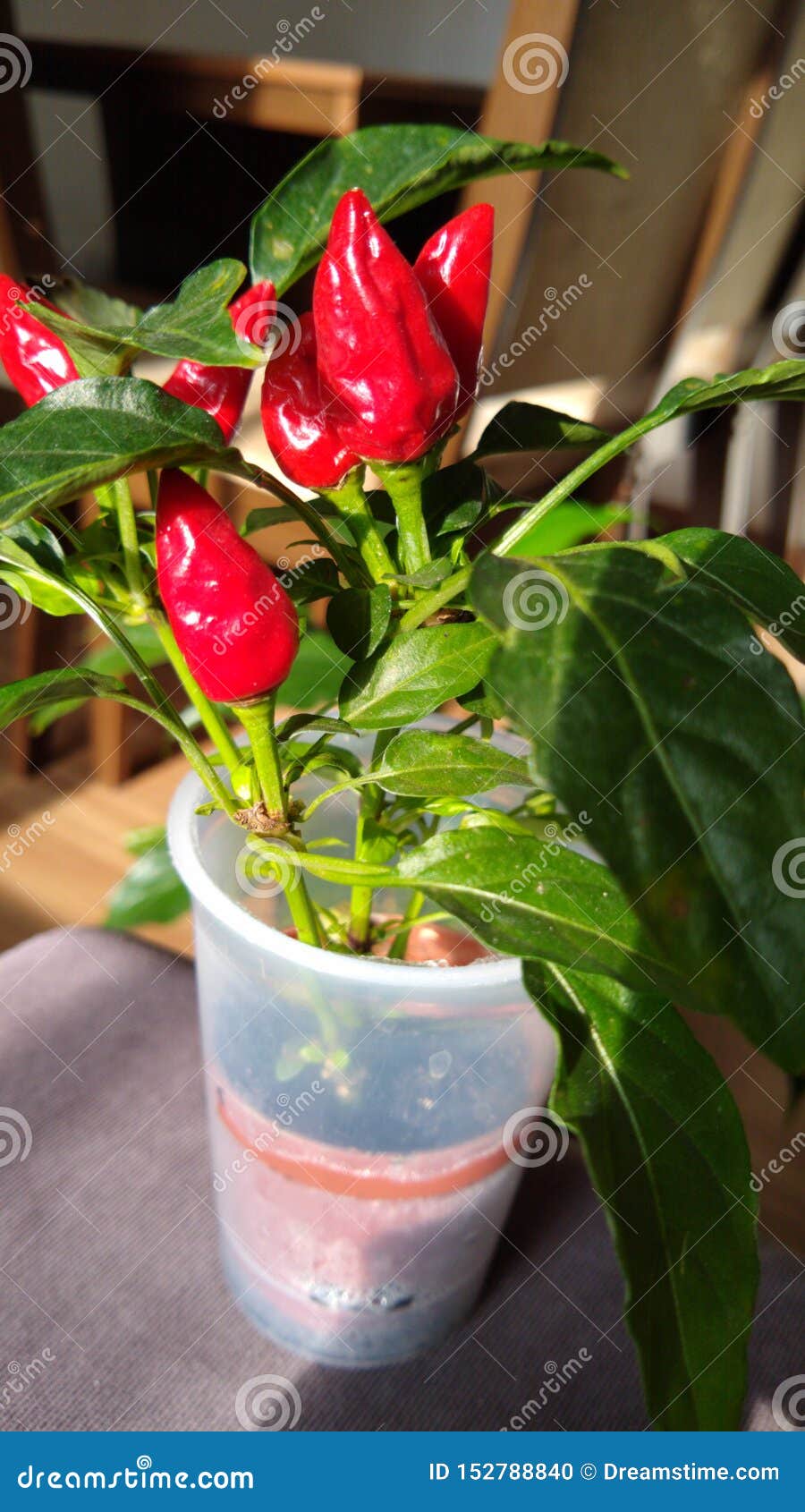 Chilli stock photo. Image of pimenta, plants, natureza - 152788840