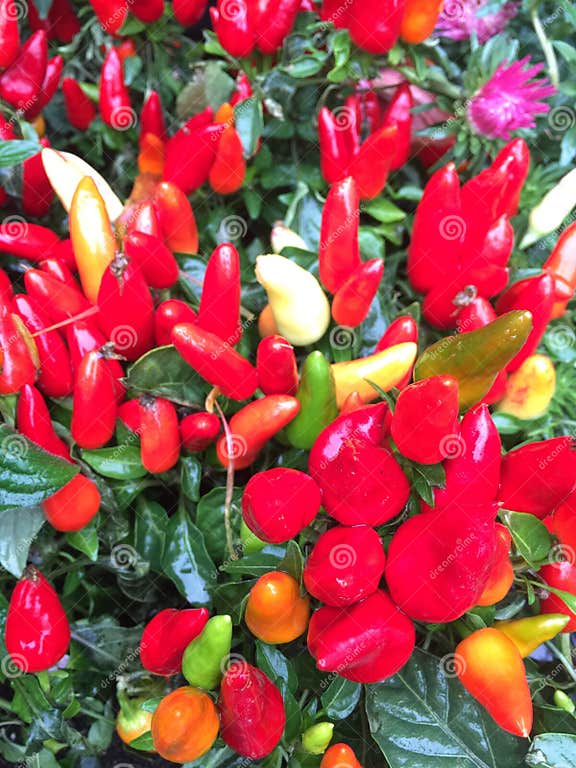 Chilli plants stock photo. Image of yellow, petal, peppers - 58947214