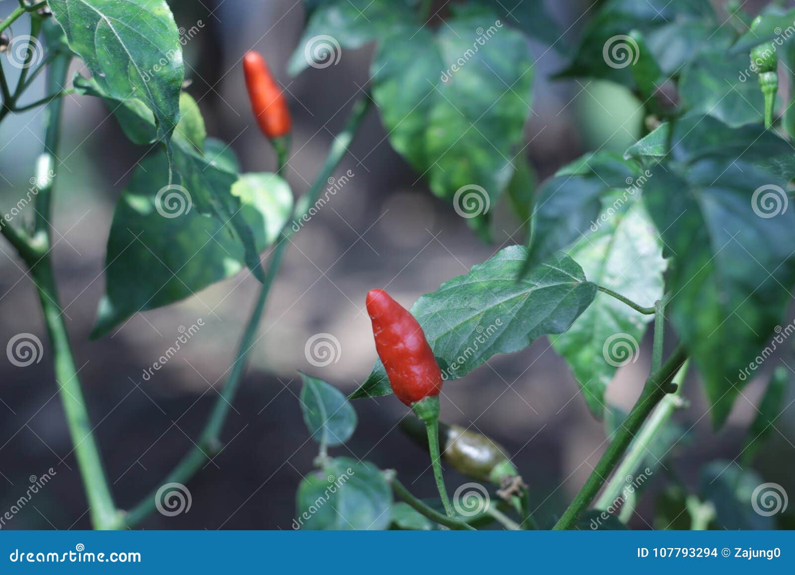 Chilli stock photo. Image of green, fruits, farm, vegetables - 107793294