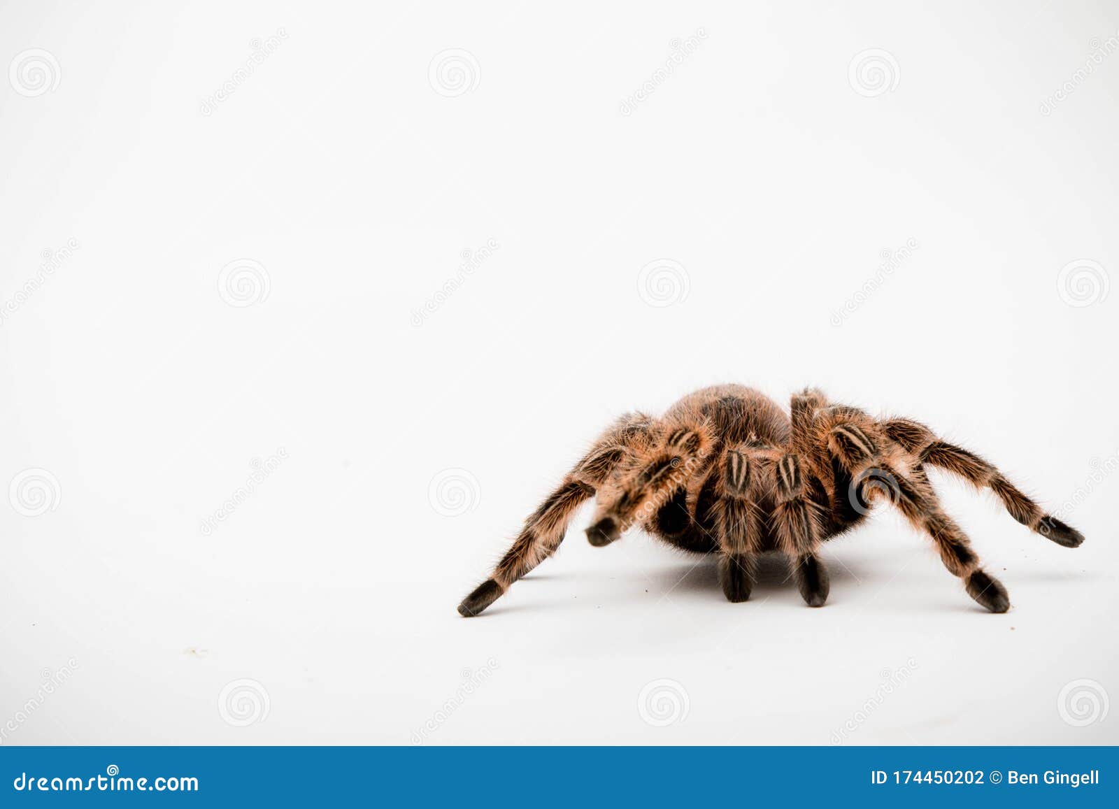 A Chilli Rose Tarantula Spider Stock Photo - Image of fear, danger ...