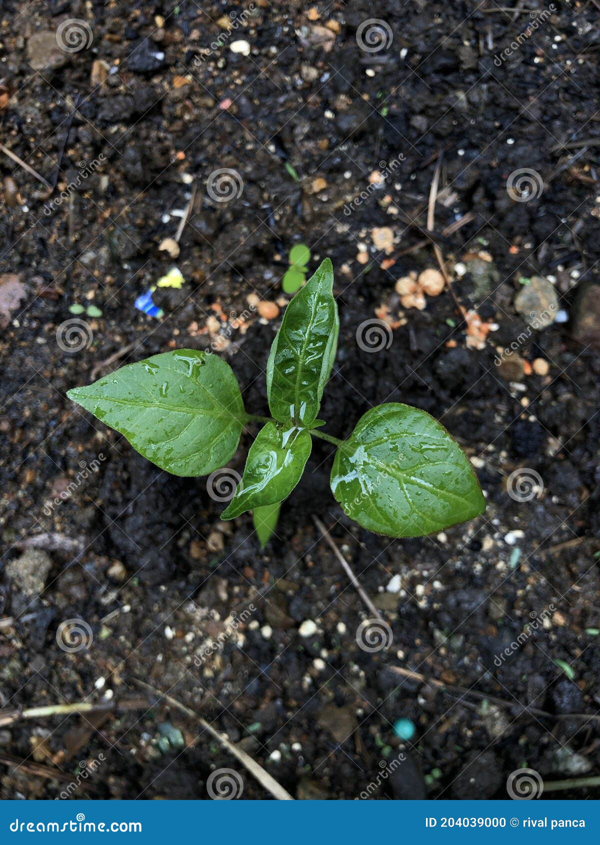 Chilli seeds stock photo. Image of hand, seeds, chilli - 204039000
