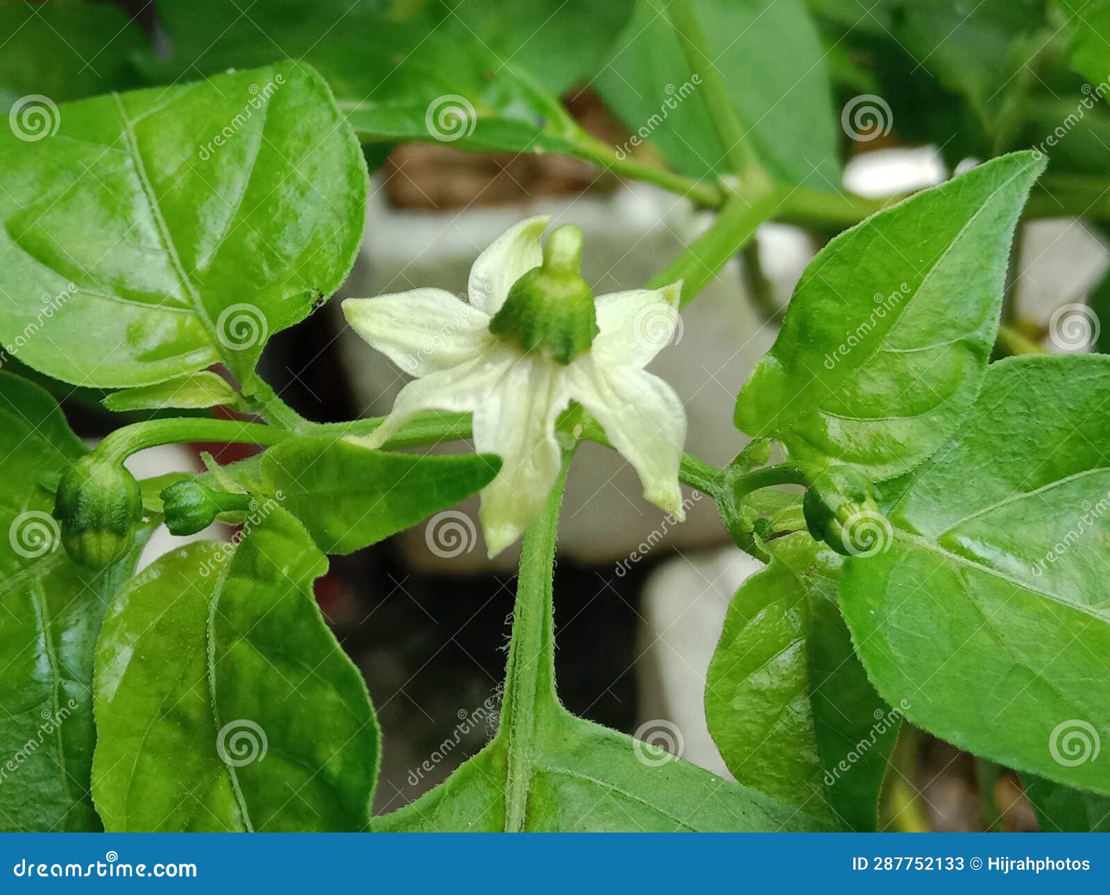Chilli Shoot Capsicum Frustescens Stock Image - Image of plant ...