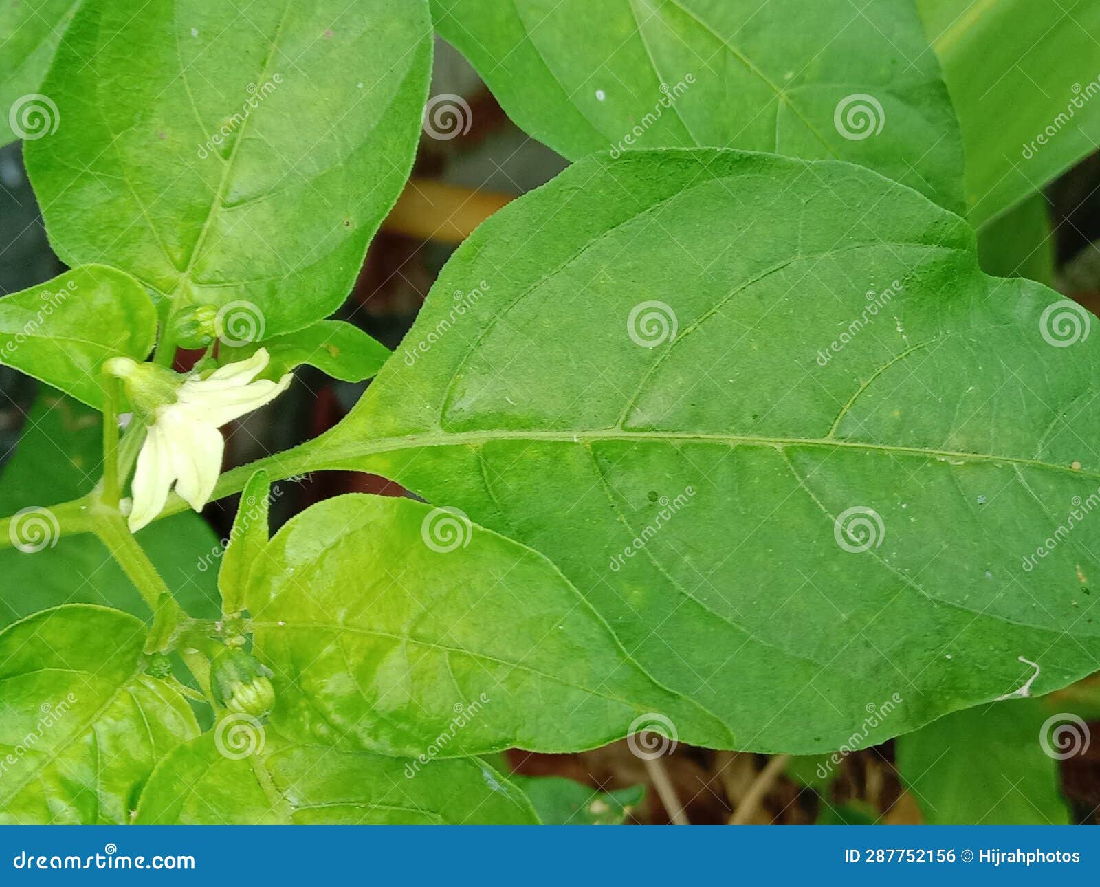 Chilli Shoot Capsicum Frustescens Stock Photo - Image of chilli ...