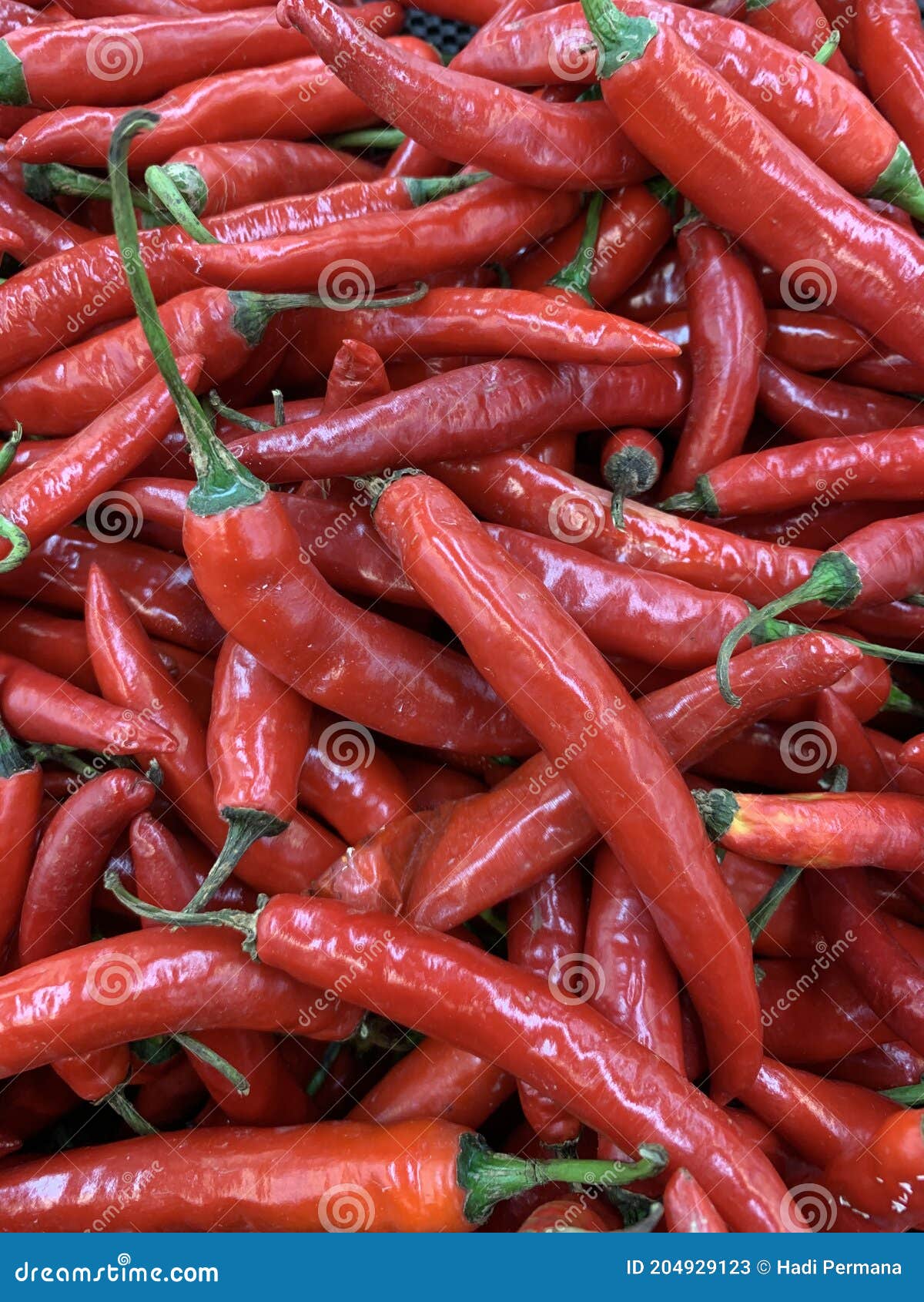 Chilli stock image. Image of captured, spice, fresh - 204929123