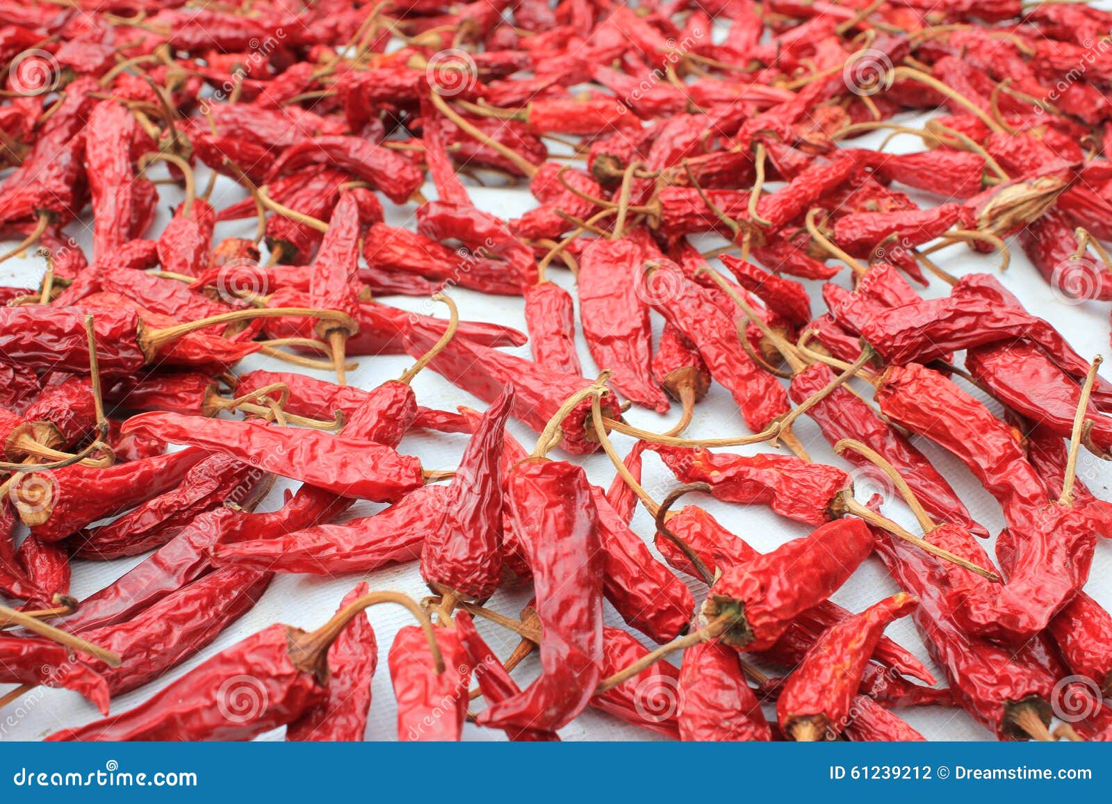 Chilli strong pepper stock photo. Image of harvest, product - 61239212