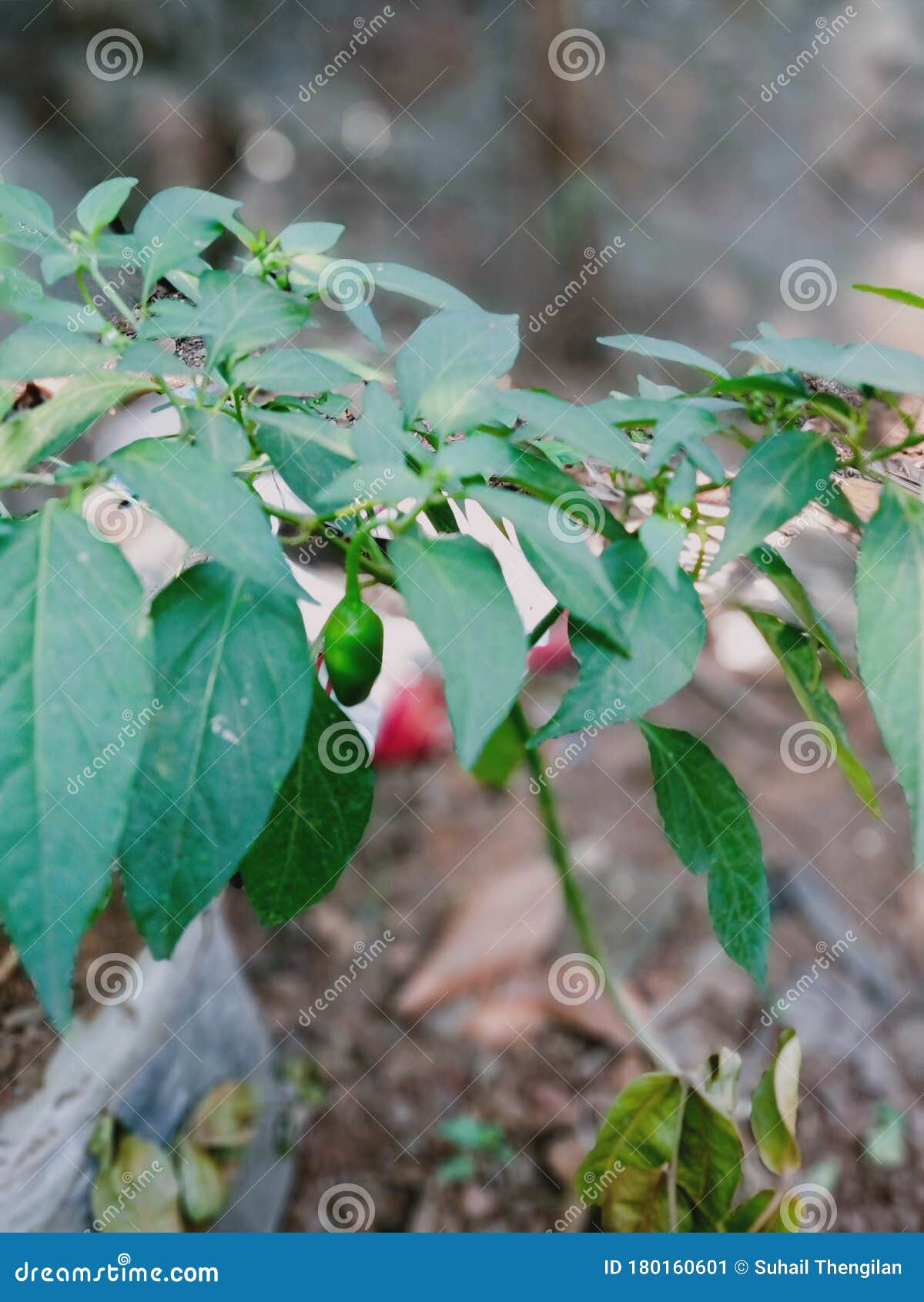 The chilli tree stock image. Image of background, green - 180160601