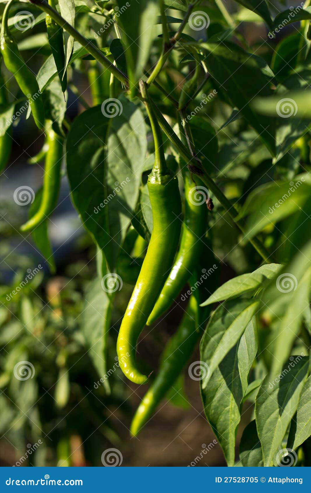 Chilli on tree stock image. Image of harvest, ingredient - 27528705