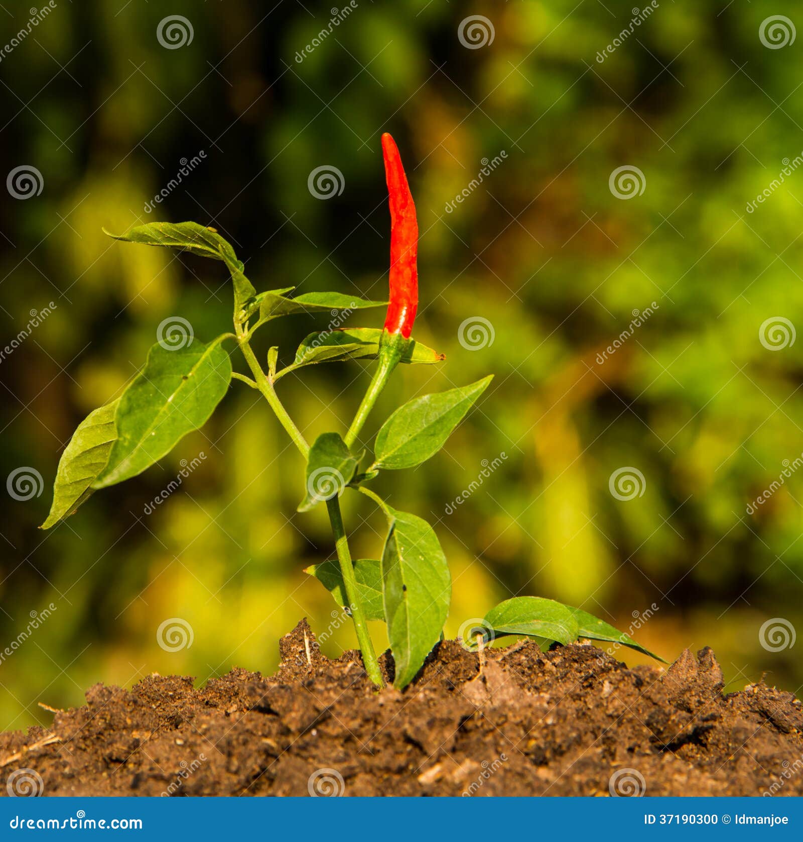 Chilli tree stock photo. Image of juicy, eating, relish - 37190300