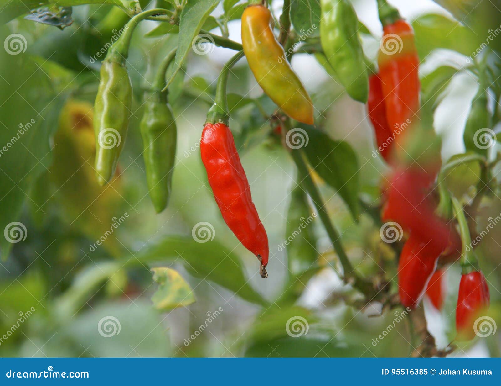 Chilli tree stock image. Image of farm, paprika, green - 95516385