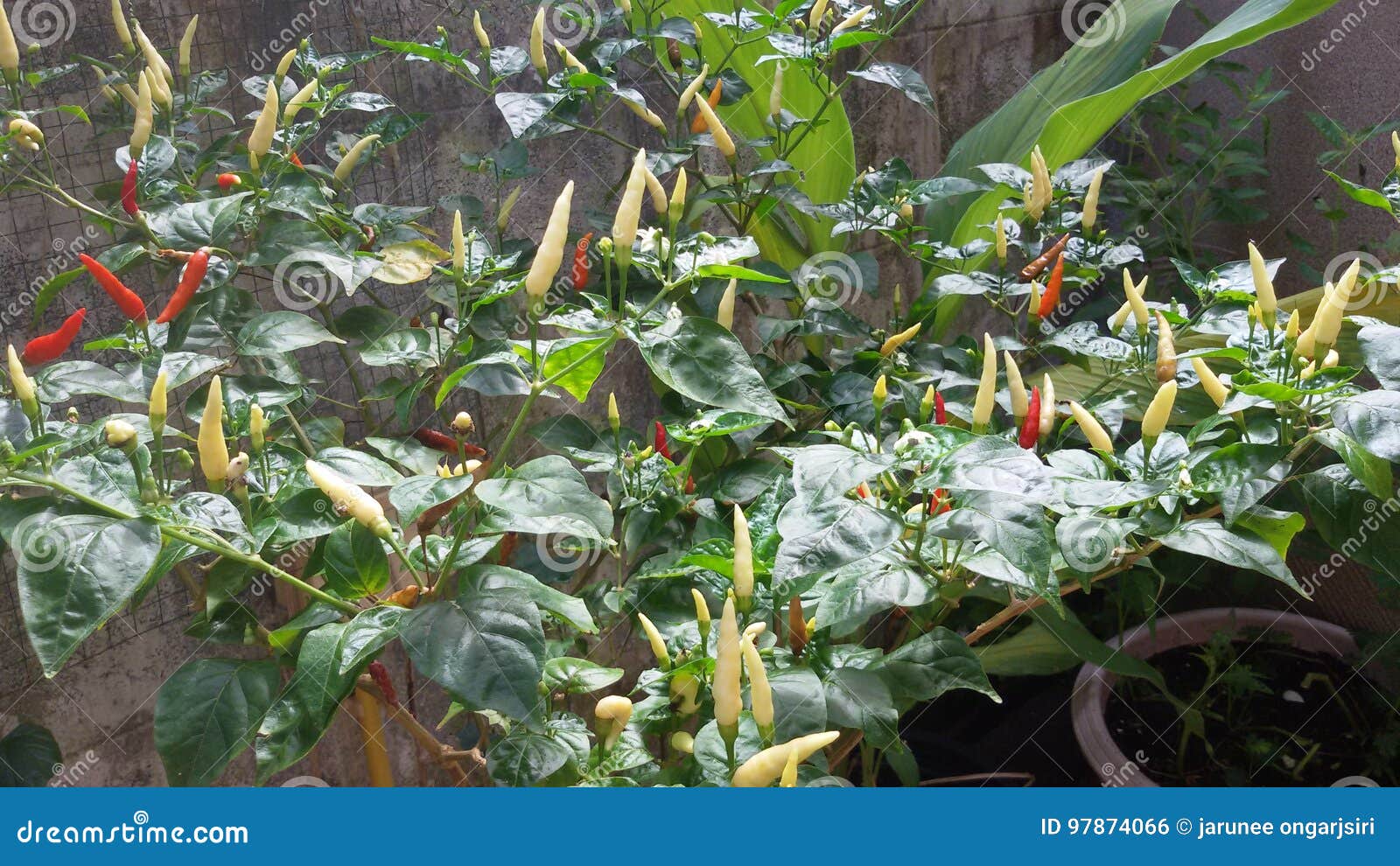 Chilli tree stock photo. Image of nature, chilli, thai - 97874066