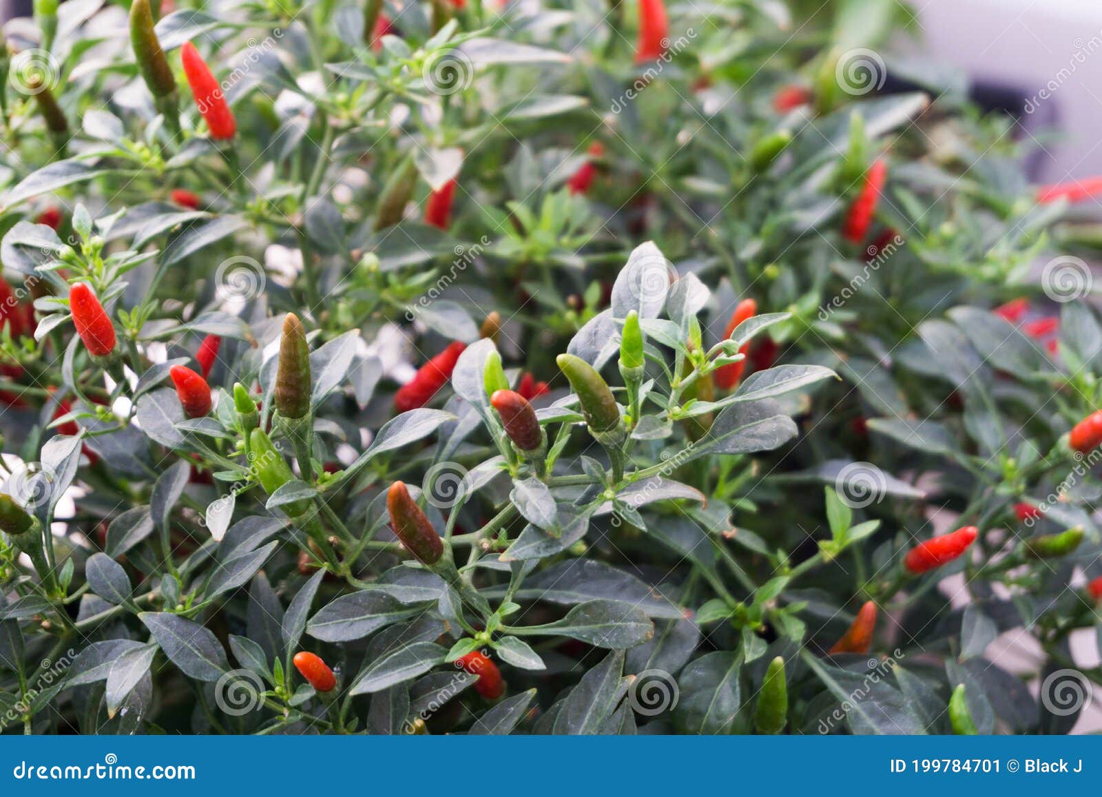 The Chilli Tree is Full of Red Chilli Seeds Stock Image - Image of ...
