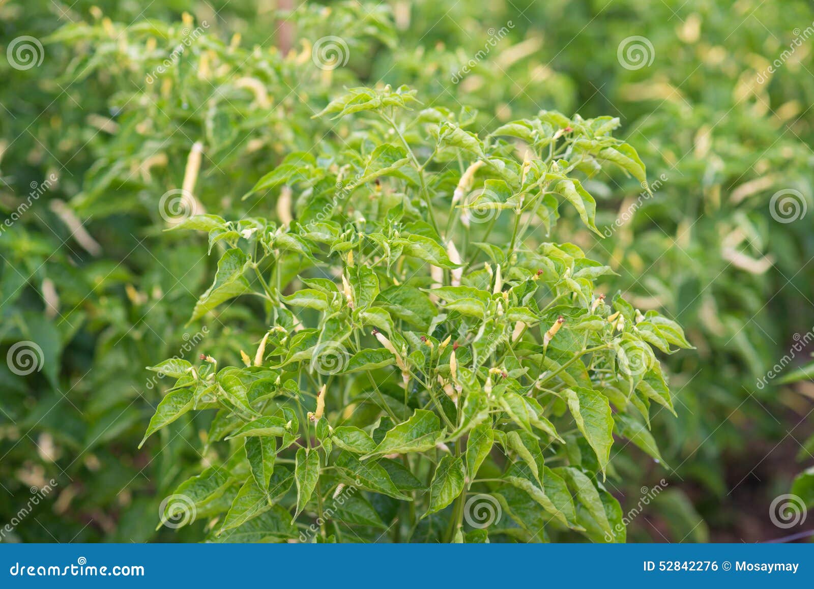 Chilli tree in garden stock photo. Image of garden, food - 52842276