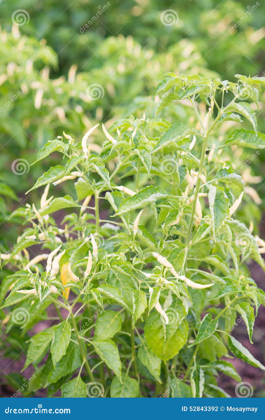 Chilli tree in garden stock photo. Image of plant, chilli - 52843392