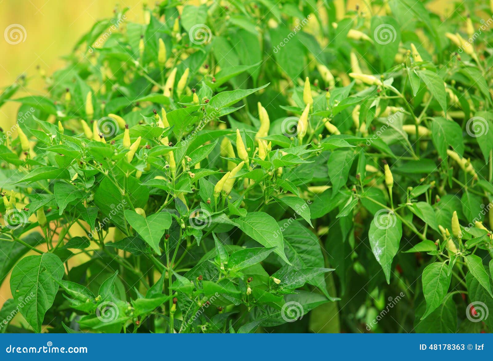 Chilli tree in garden stock image. Image of harvest, pepper - 48178363