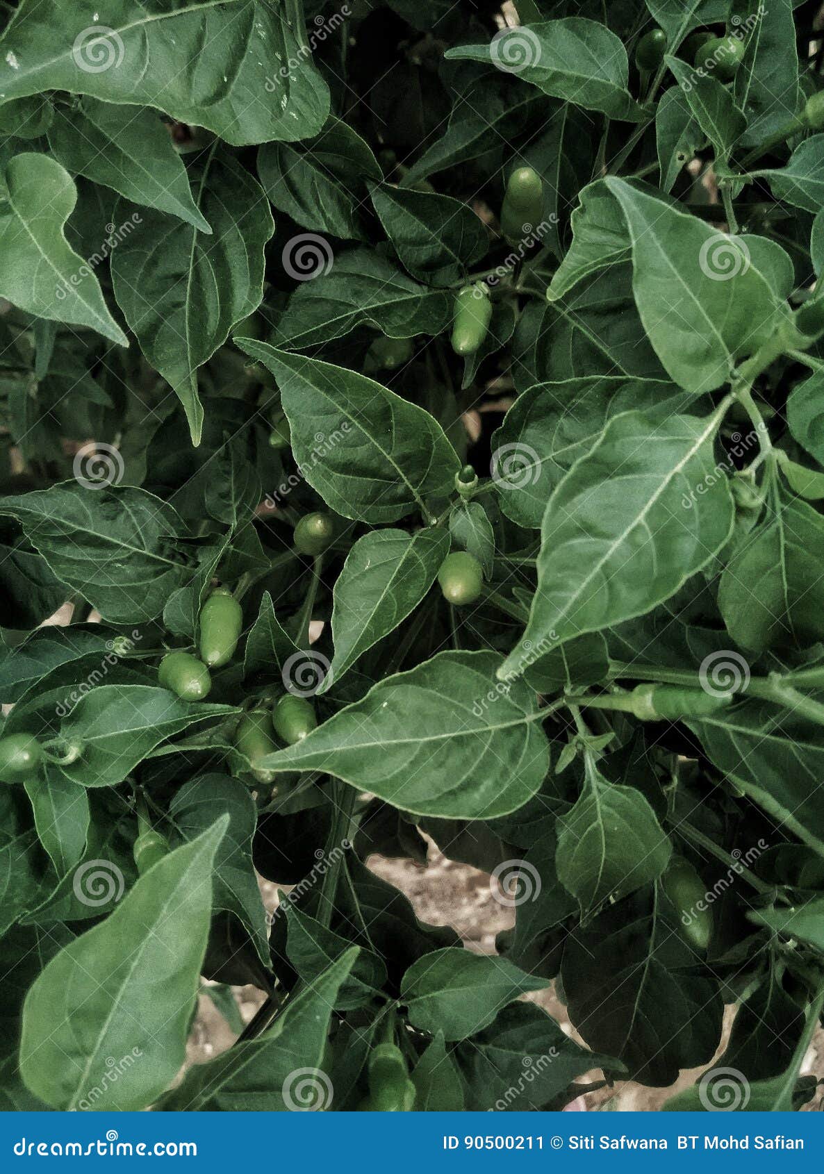 Chilli tree stock image. Image of leaves, green, chilli - 90500211
