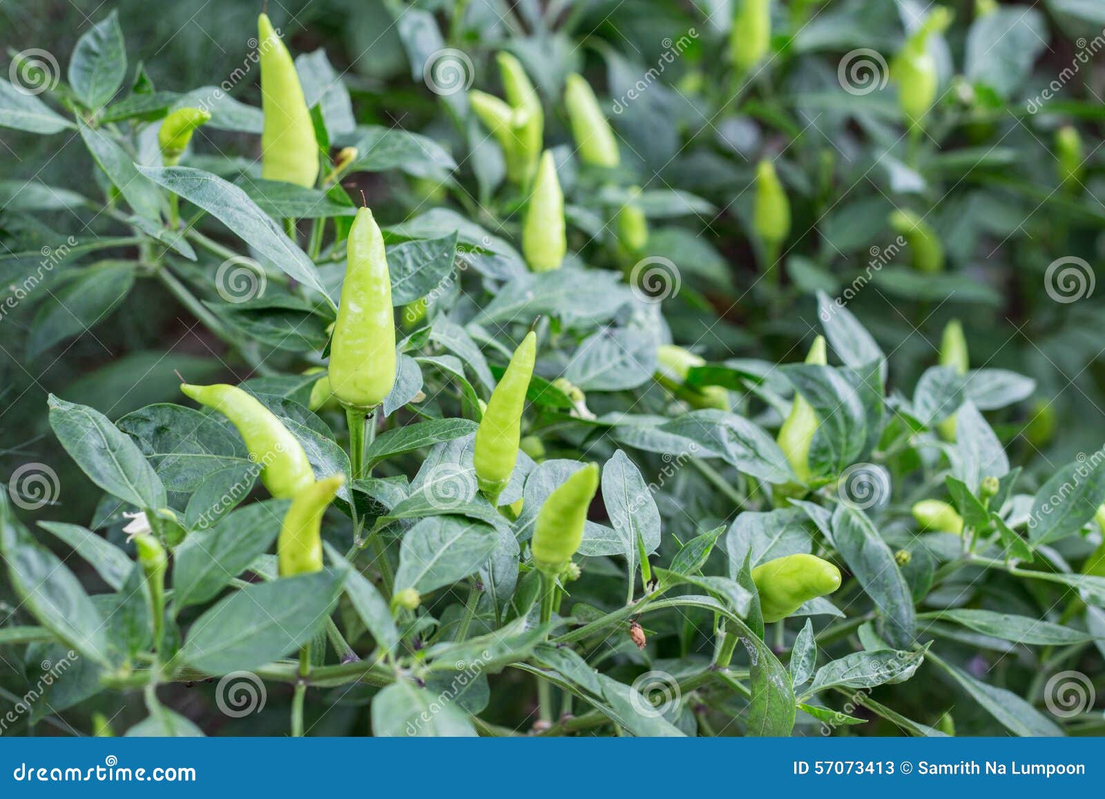 Chilli tree stock image. Image of fresh, growing, natural - 57073413